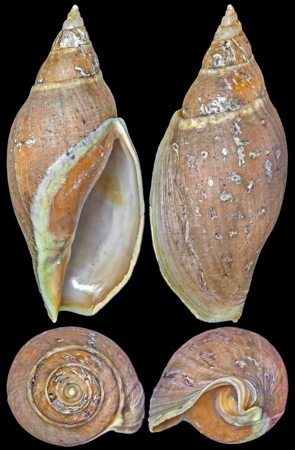 The Chong Chen Archives | ConchologyVOLUTIDAE