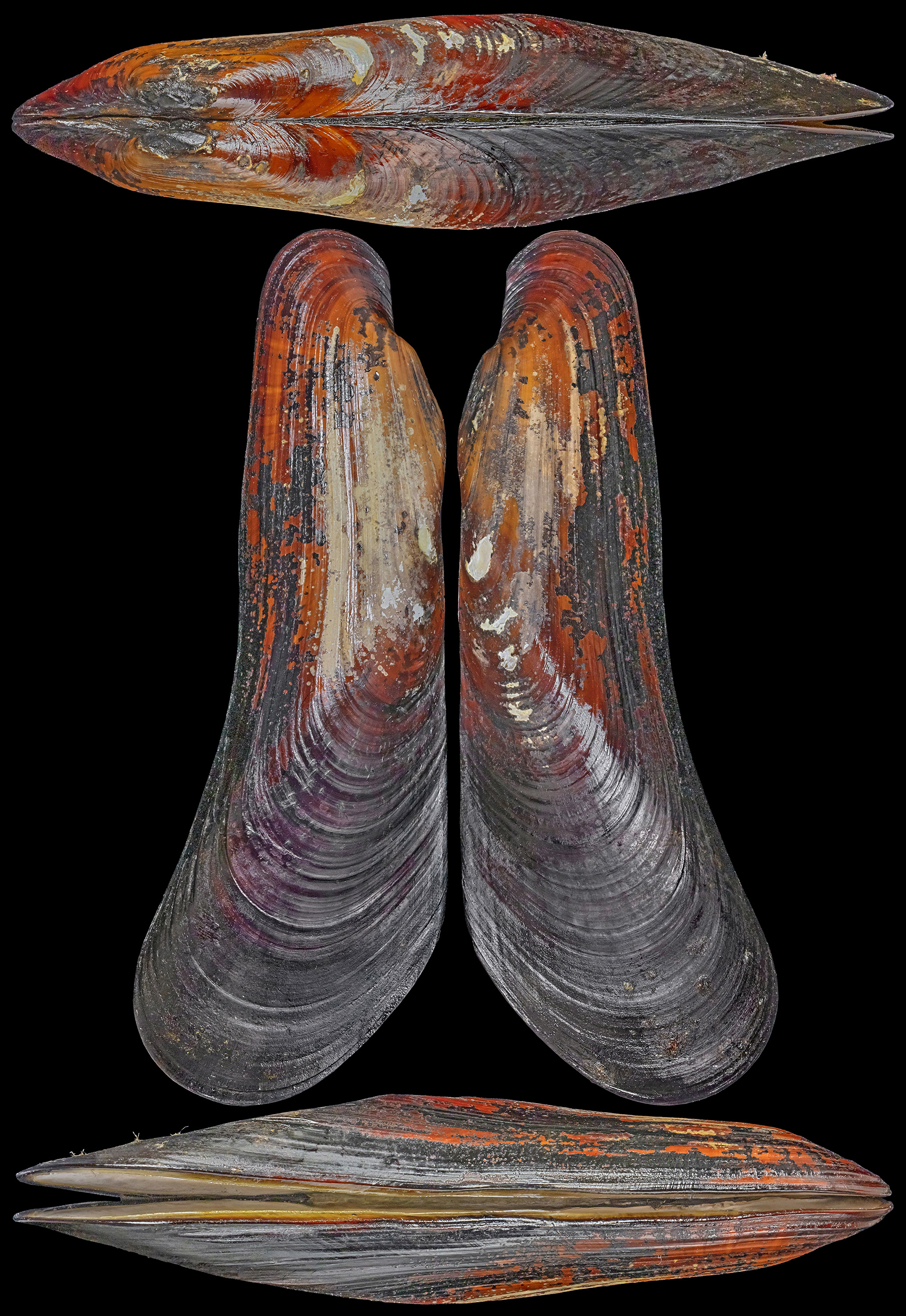 The Chong Chen Archives | Conchology