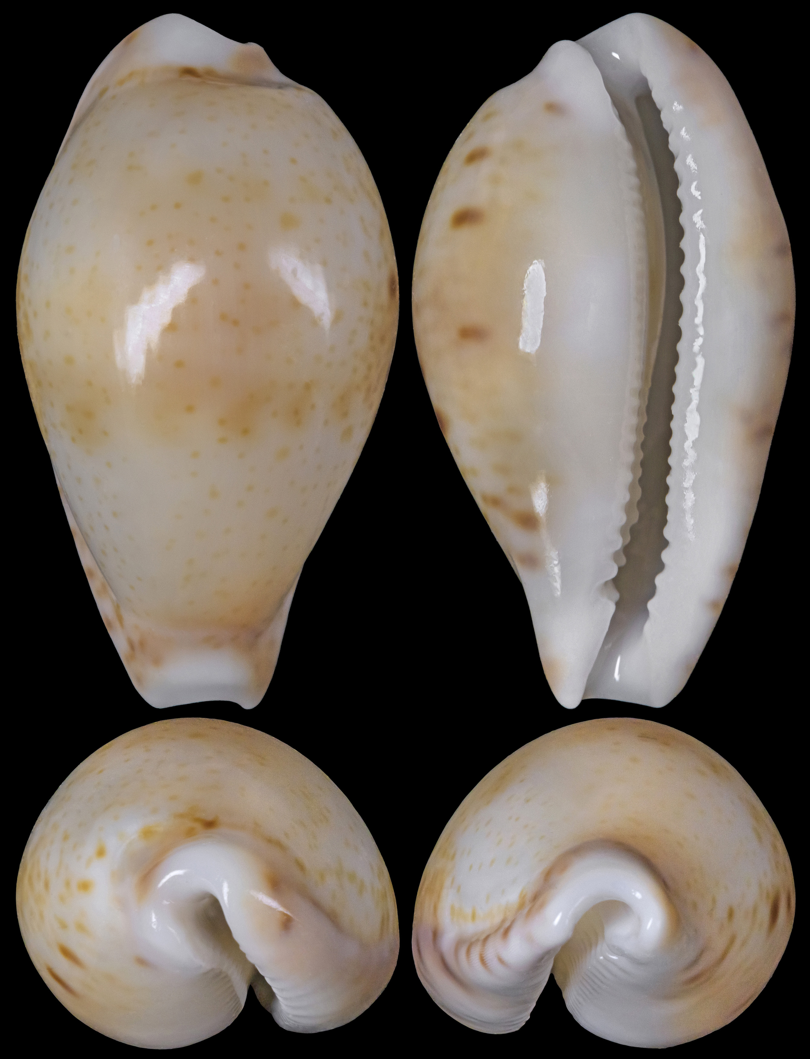 The Chong Chen Archives | Conchology