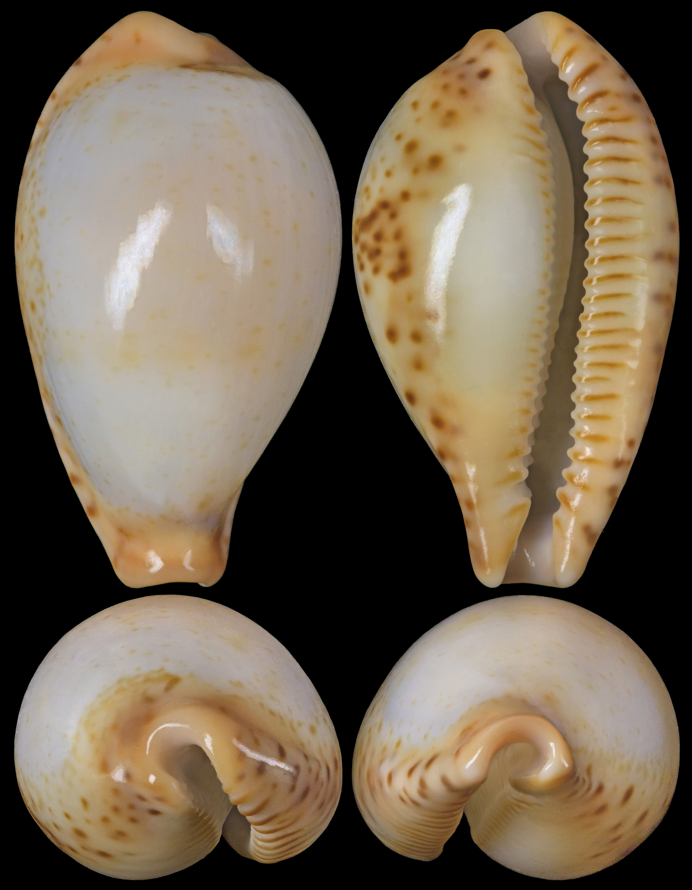 The Chong Chen Archives | Conchology