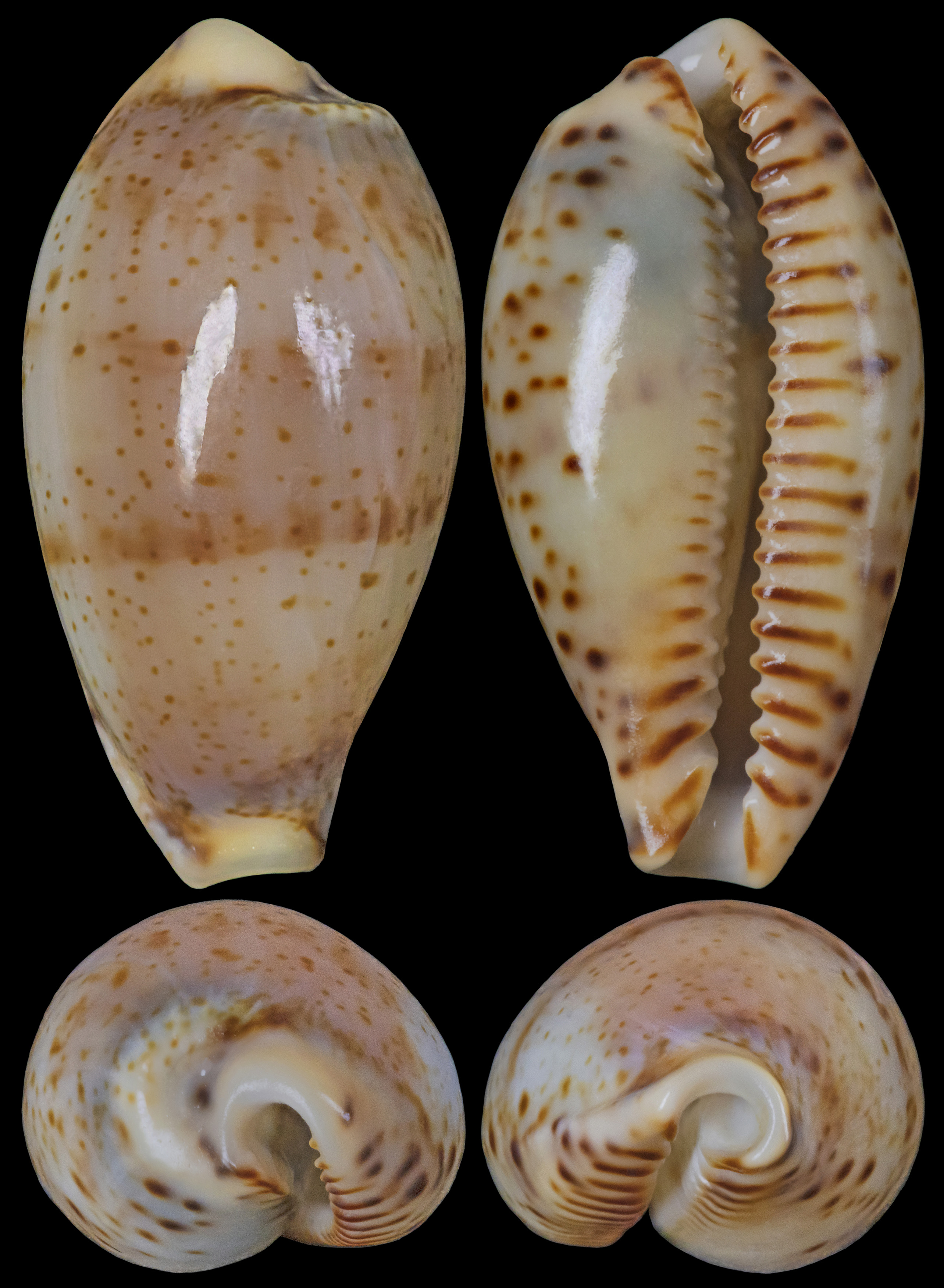 The Chong Chen Archives | Conchology