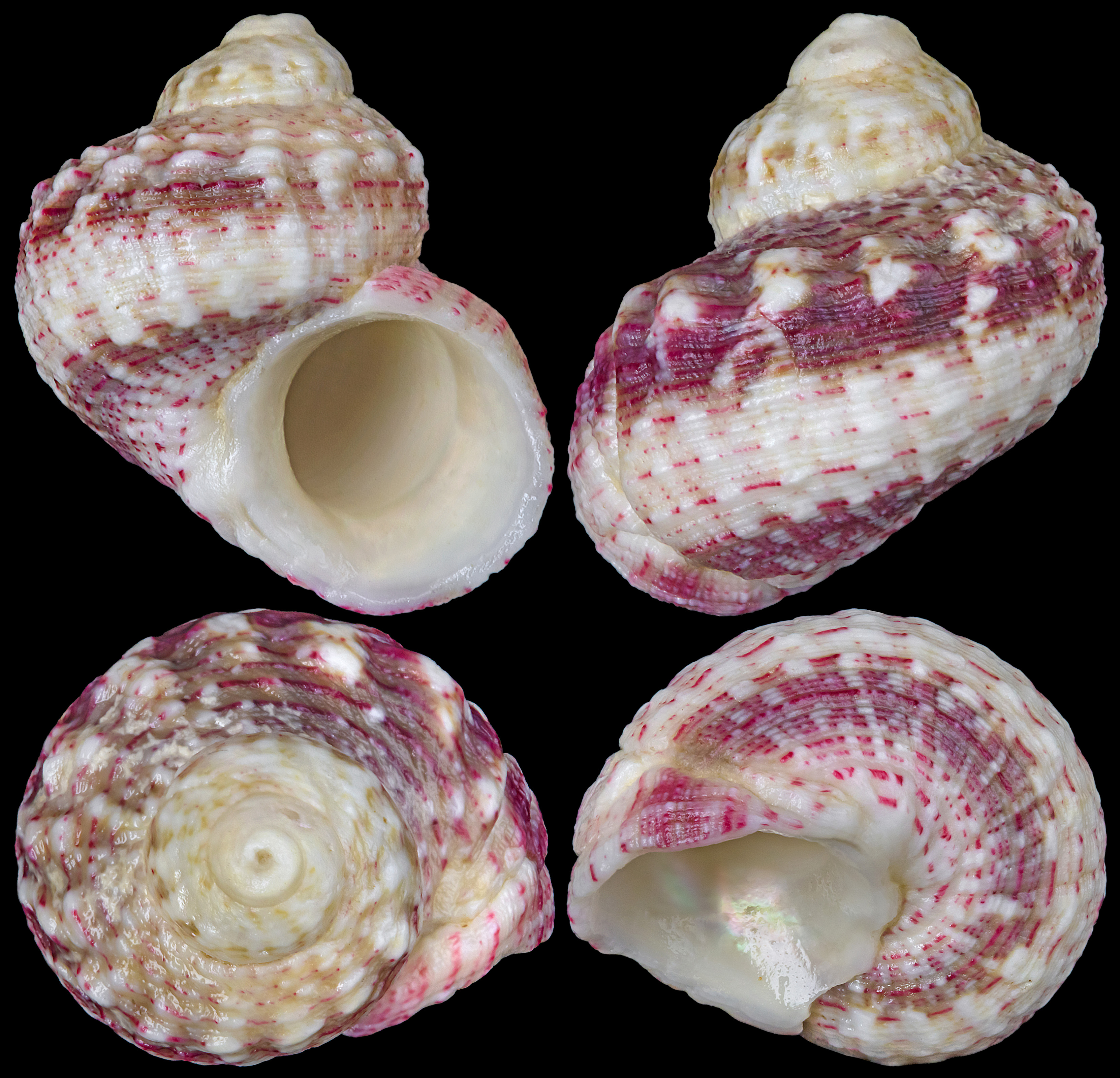 The Chong Chen Archives | Conchology