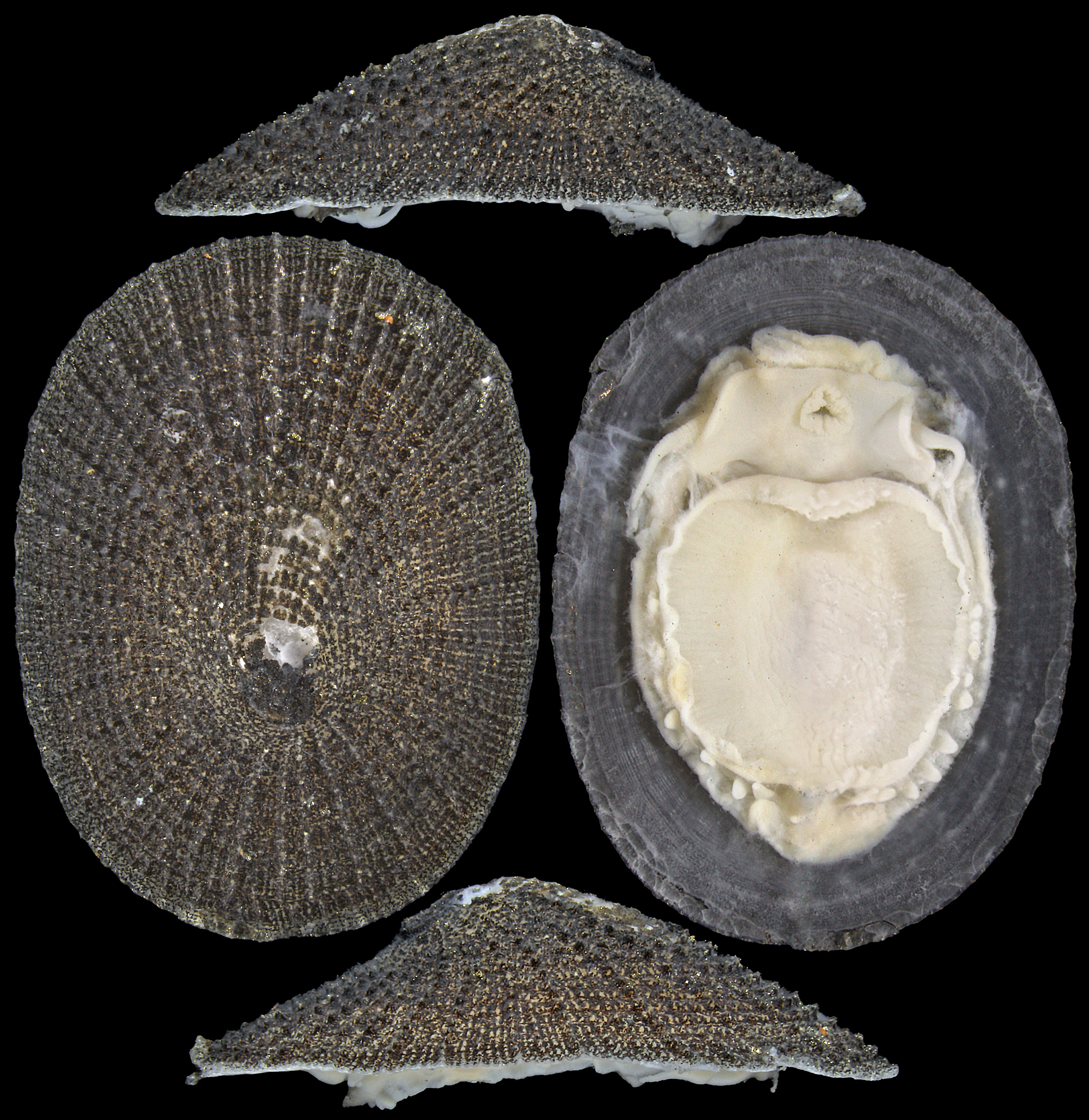 The Chong Chen Archives | Conchology