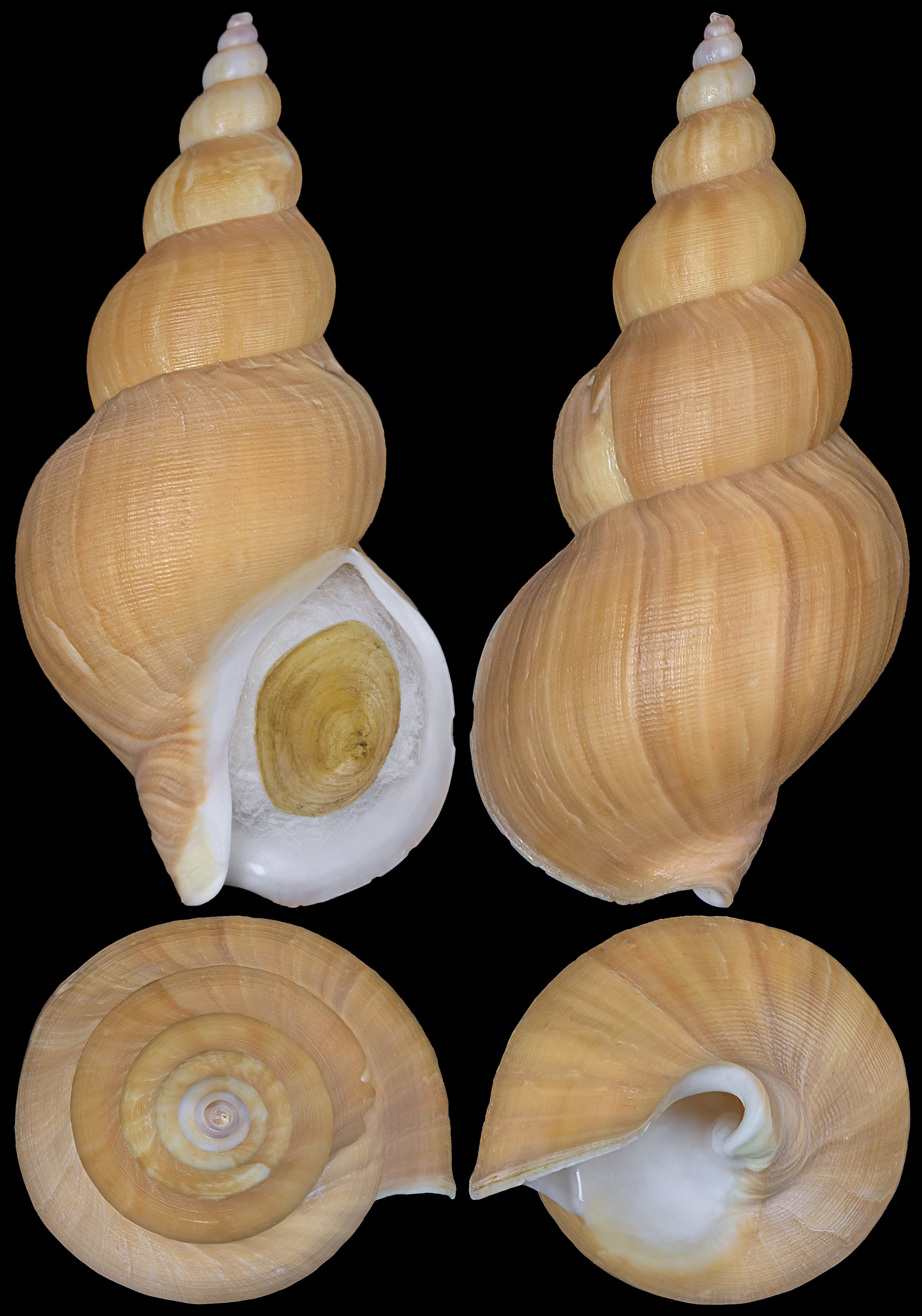 The Chong Chen Archives | Conchology