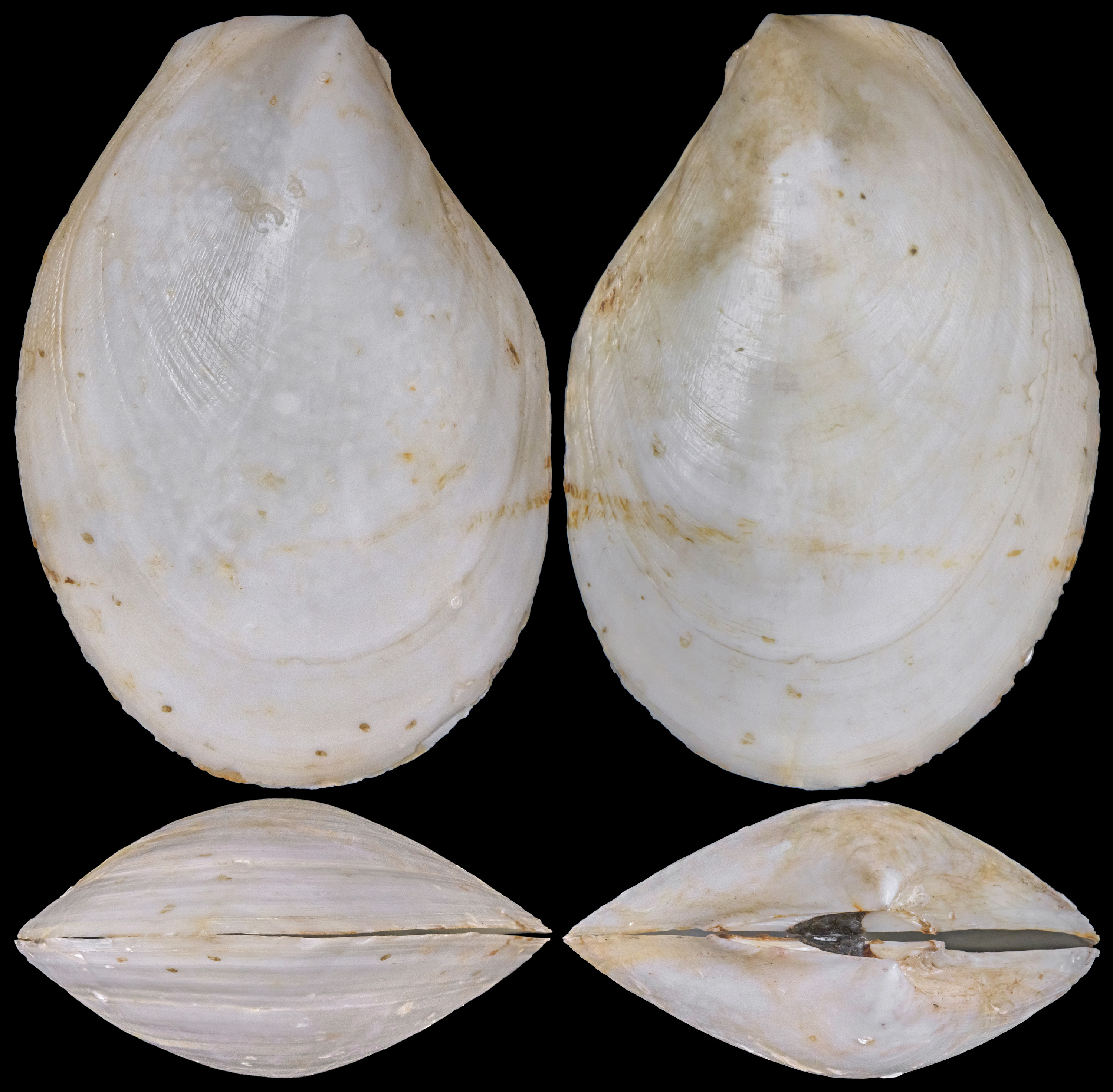 The Chong Chen Archives | Conchology