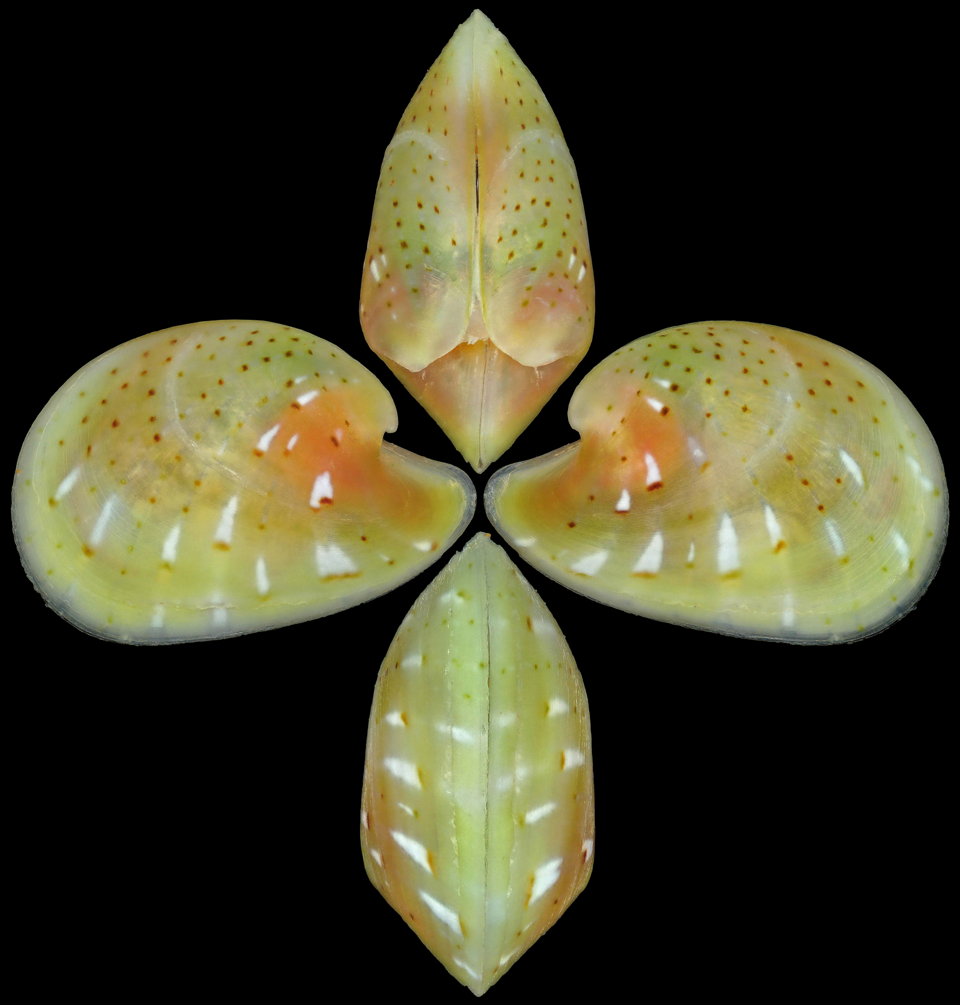 The Chong Chen Archives | Conchology