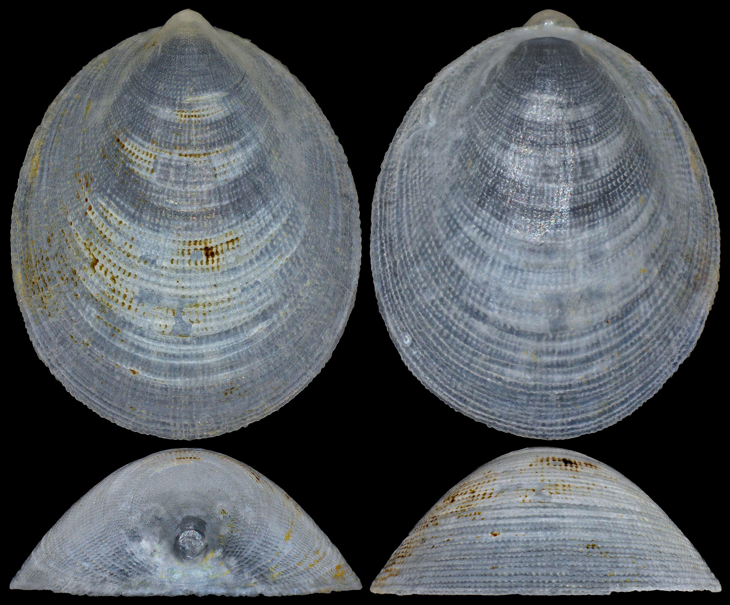 The Chong Chen Archives | Conchology