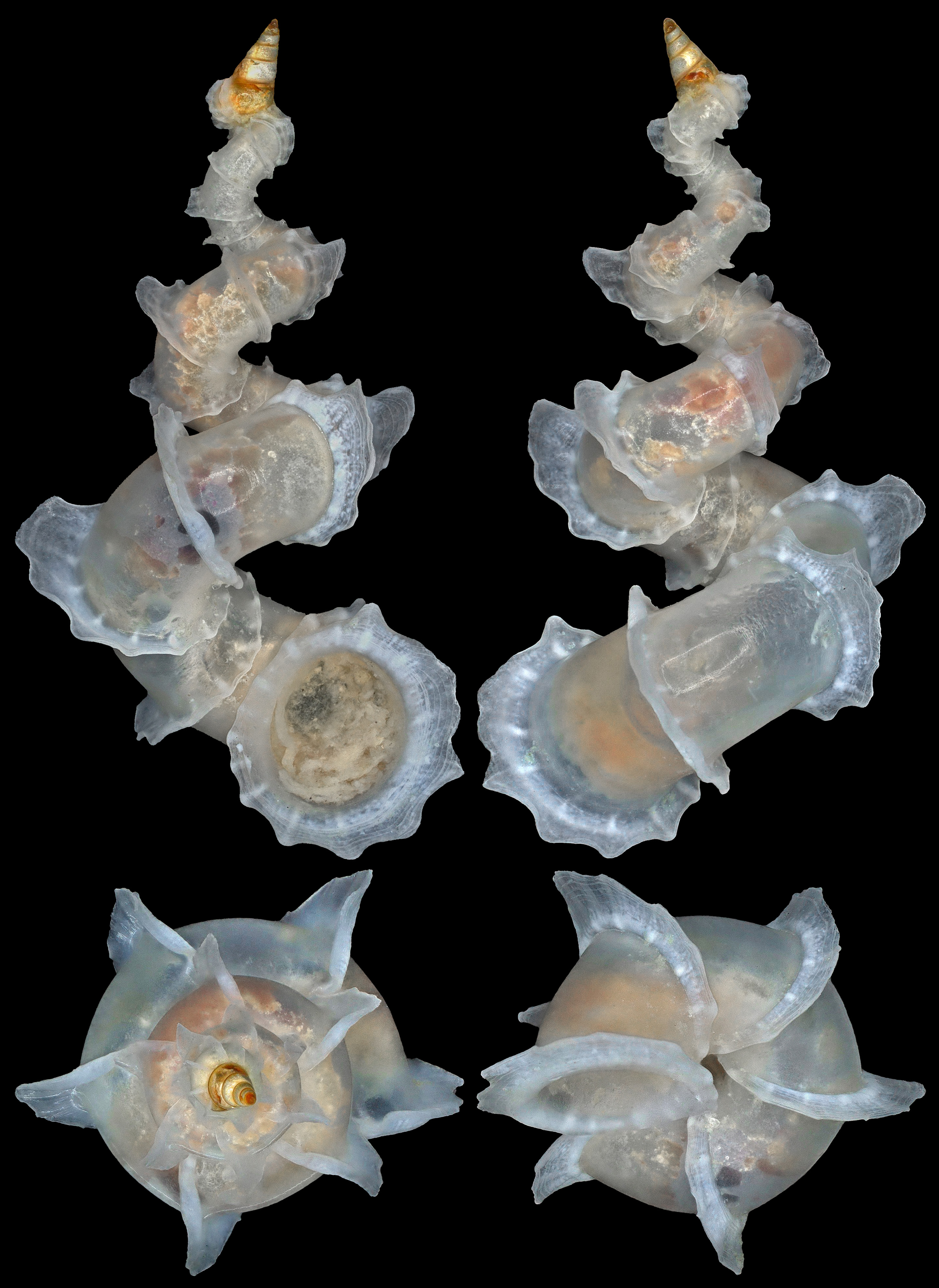 The Chong Chen Archives | Conchology