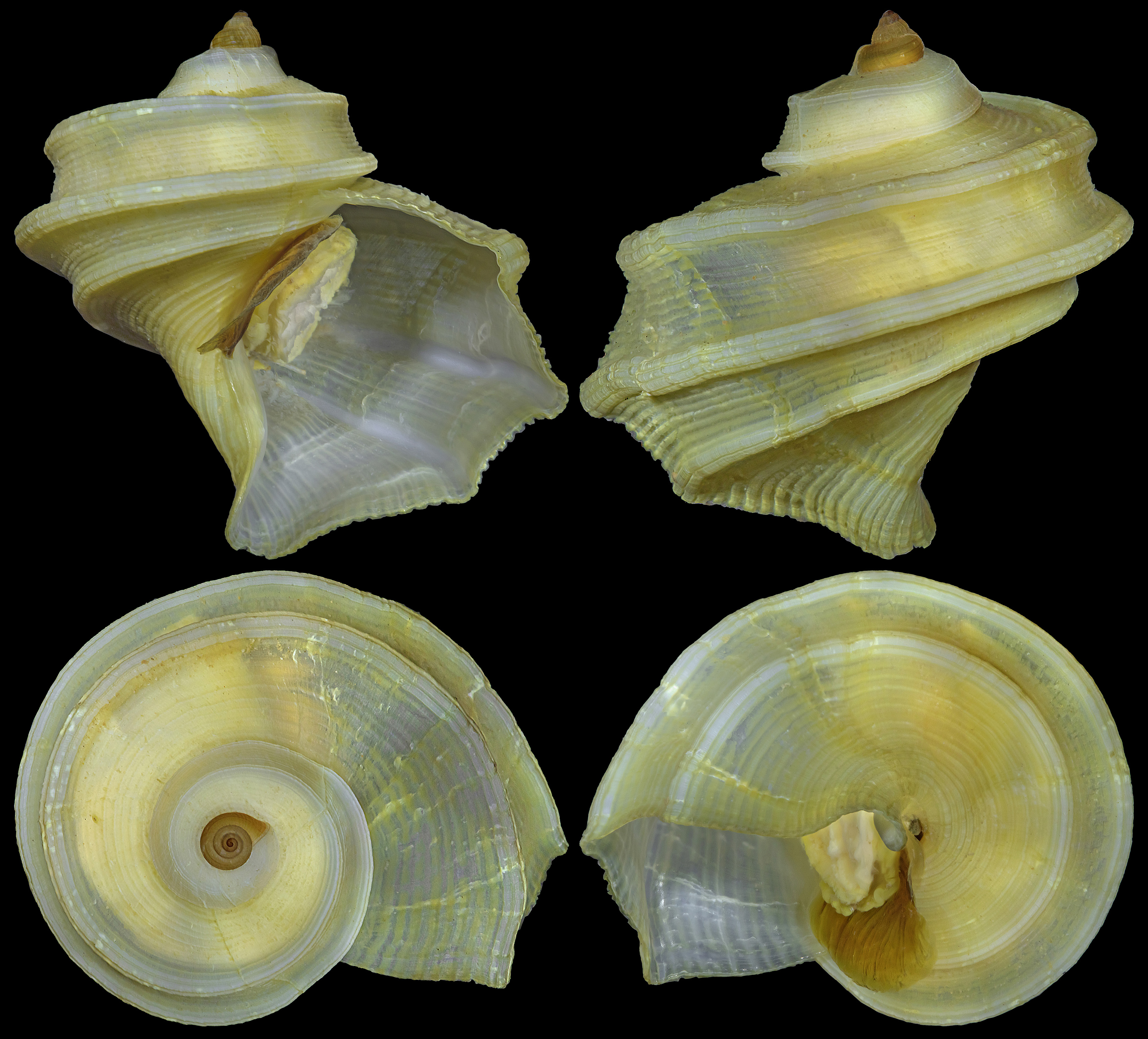 The Chong Chen Archives | Conchology