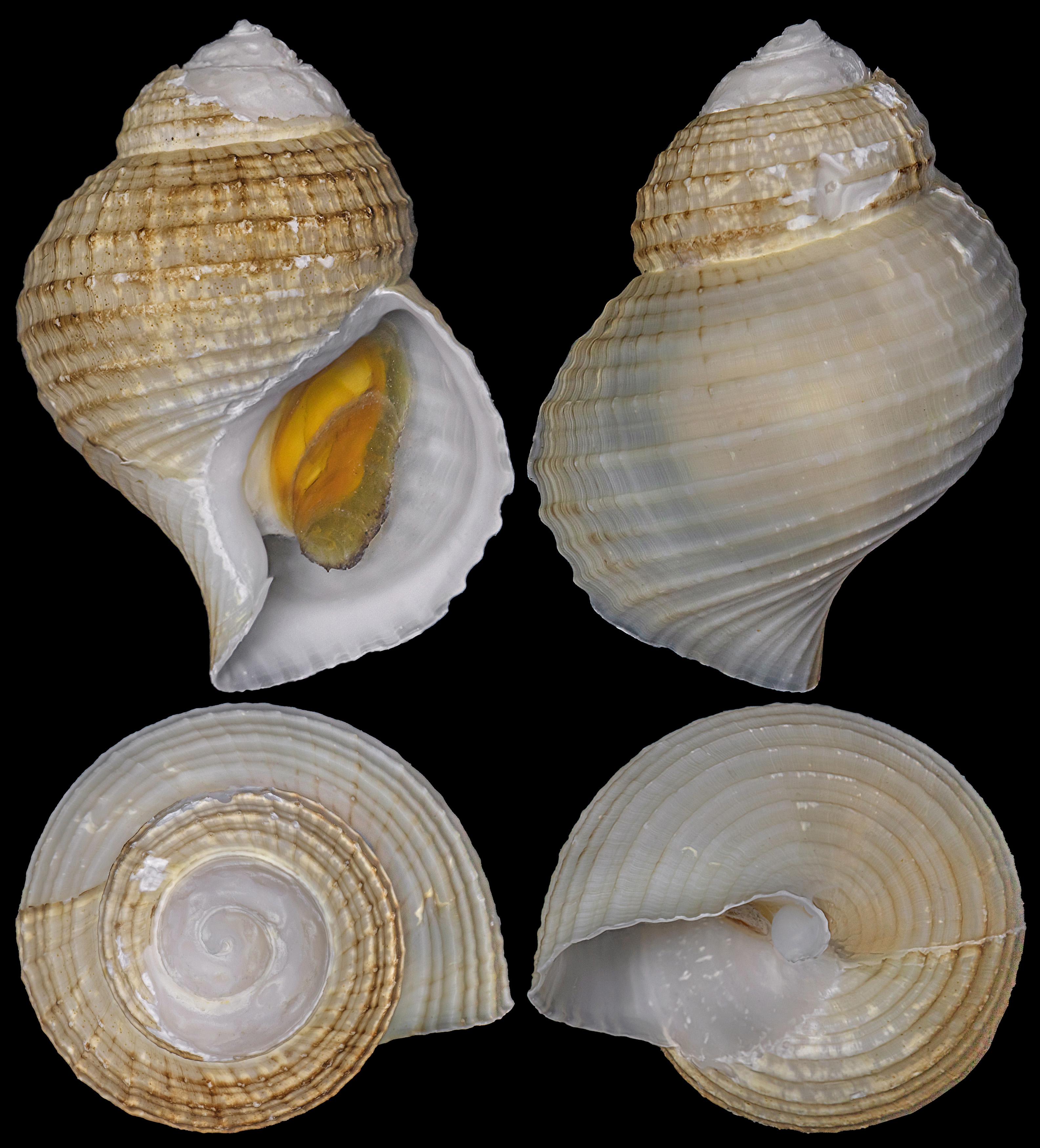 The Chong Chen Archives | Conchology