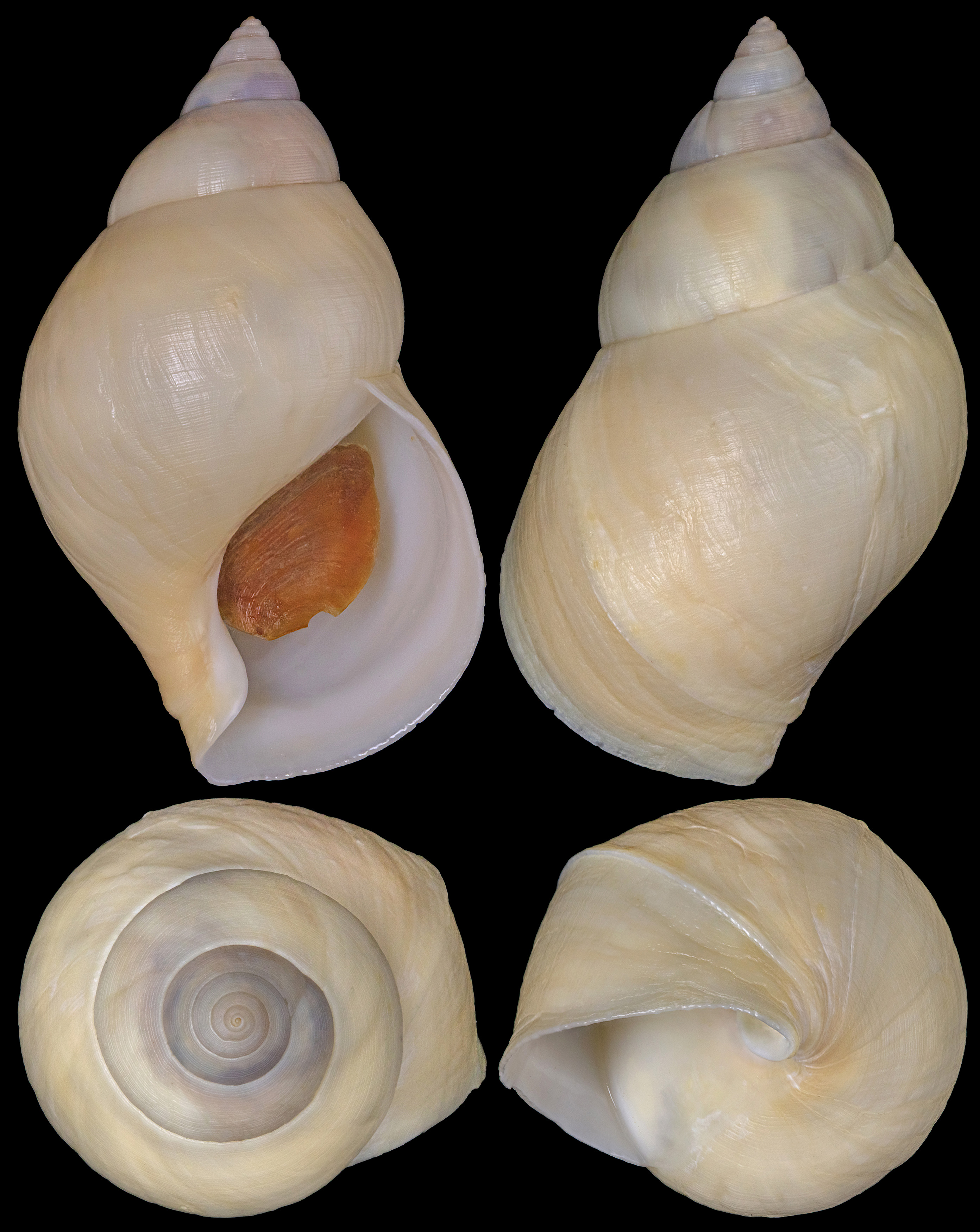 The Chong Chen Archives | Conchology