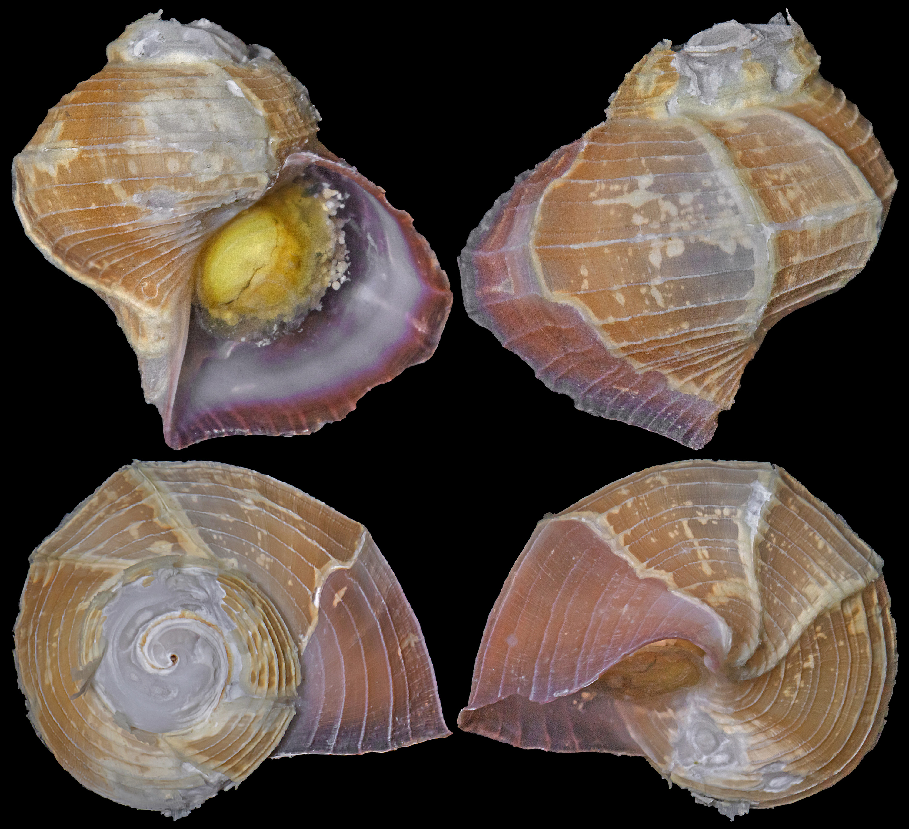 The Chong Chen Archives | Conchology