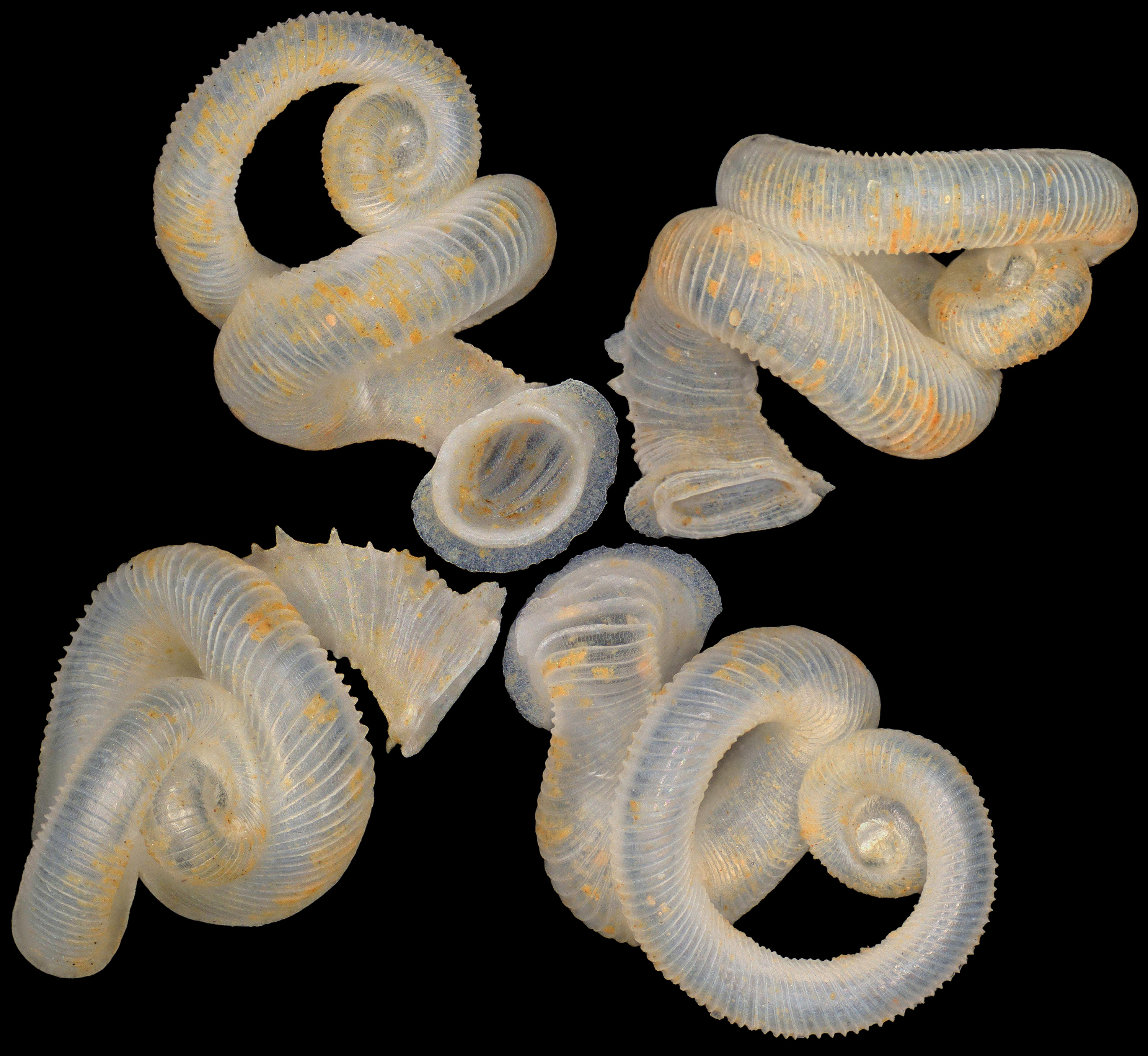 The Chong Chen Archives | Conchology