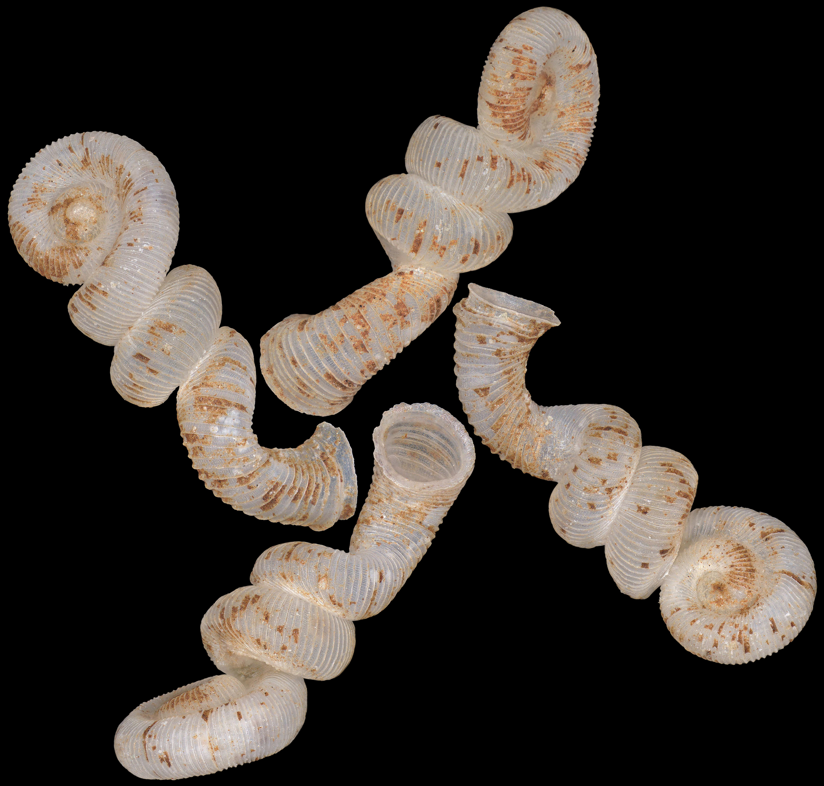 The Chong Chen Archives | Conchology