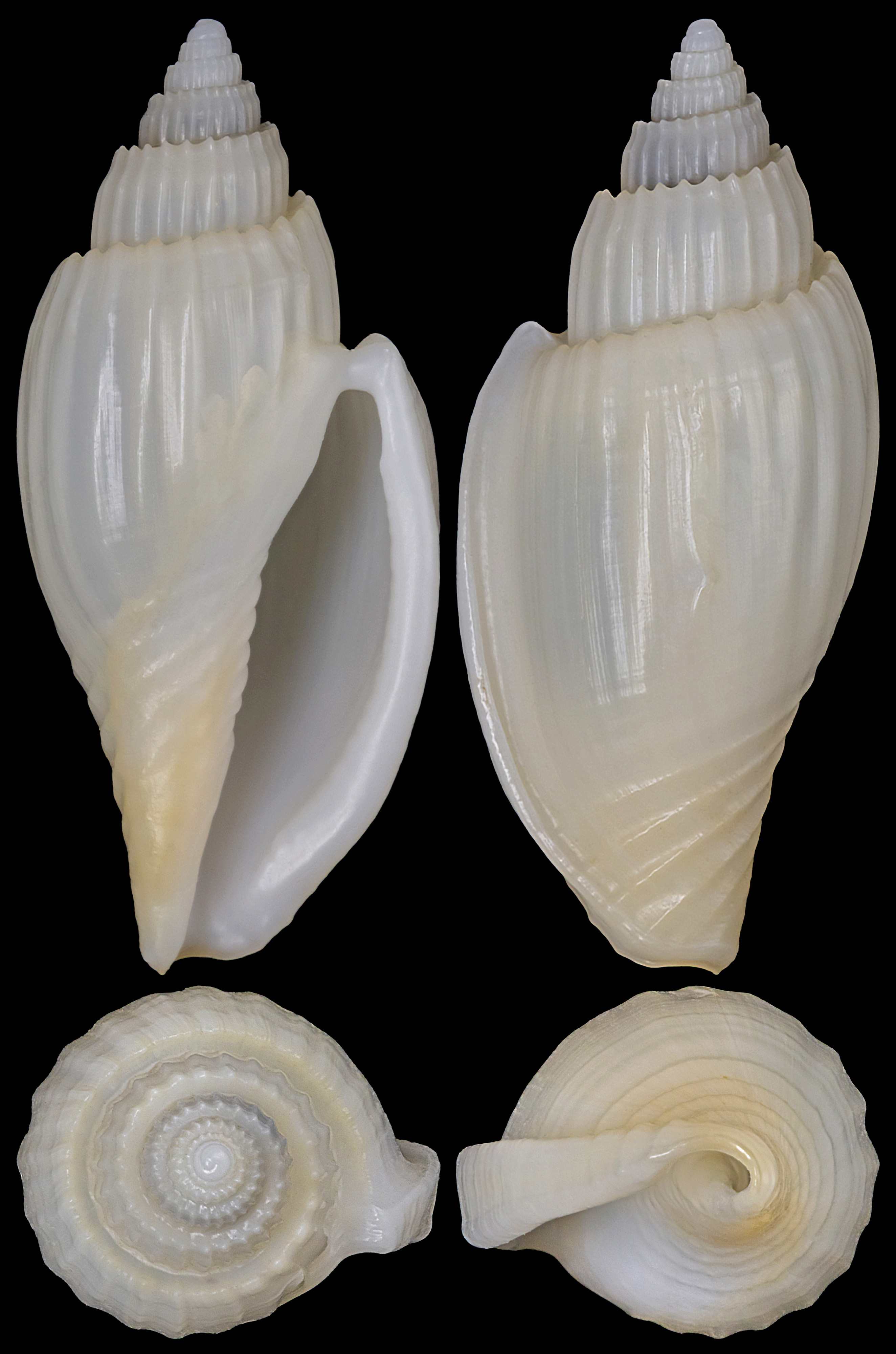 The Chong Chen Archives | Conchology