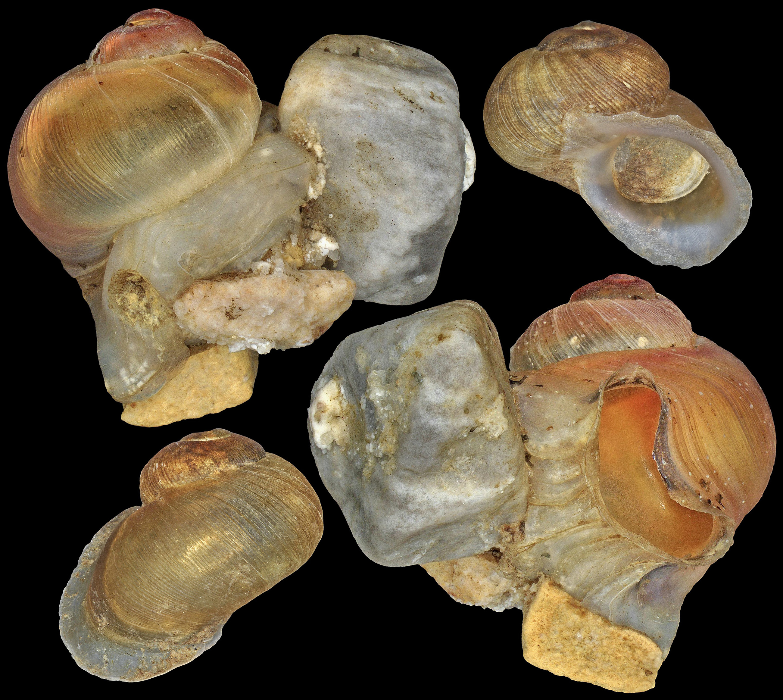 The Chong Chen Archives | Conchology