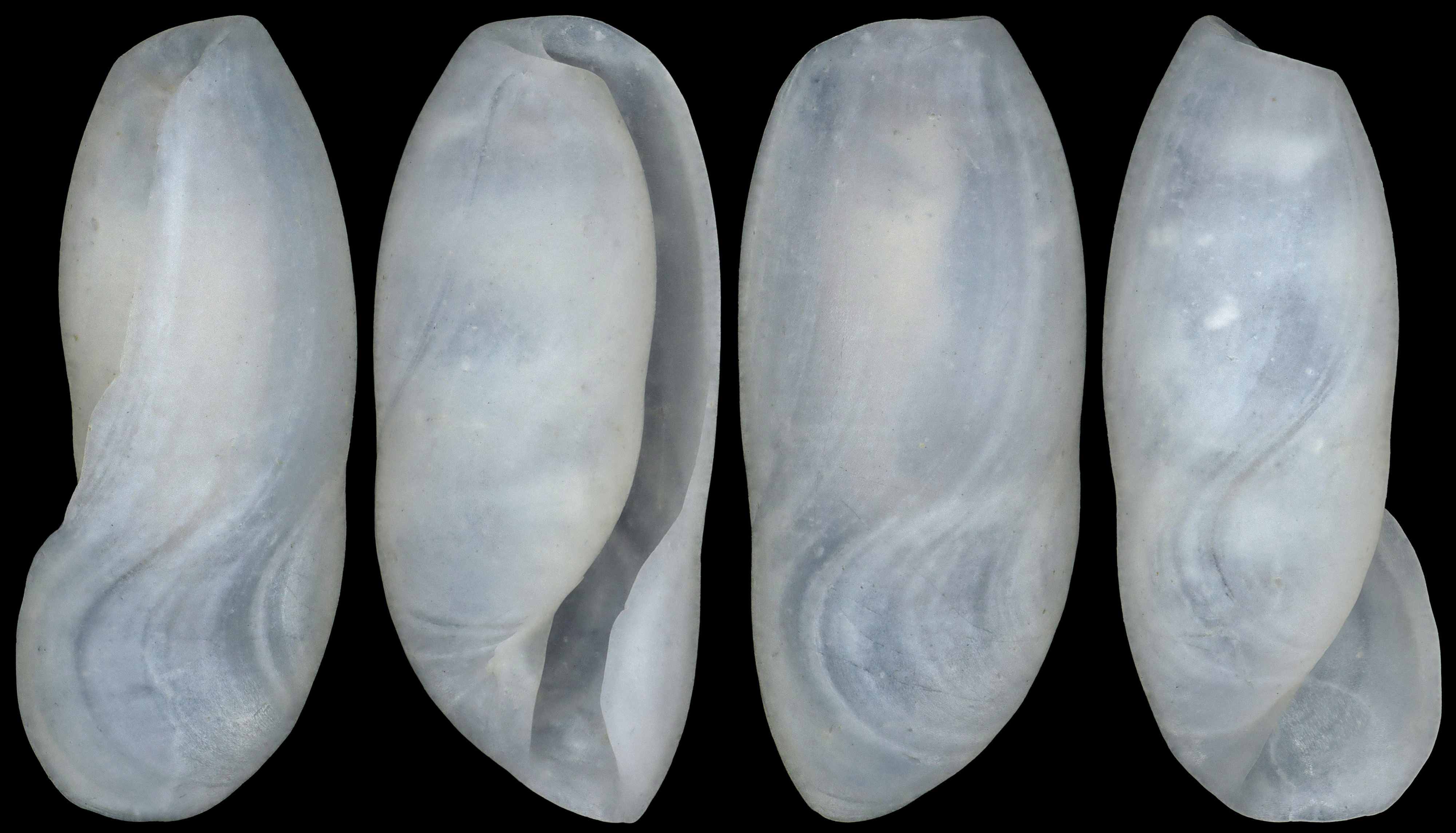 The Chong Chen Archives | Conchology