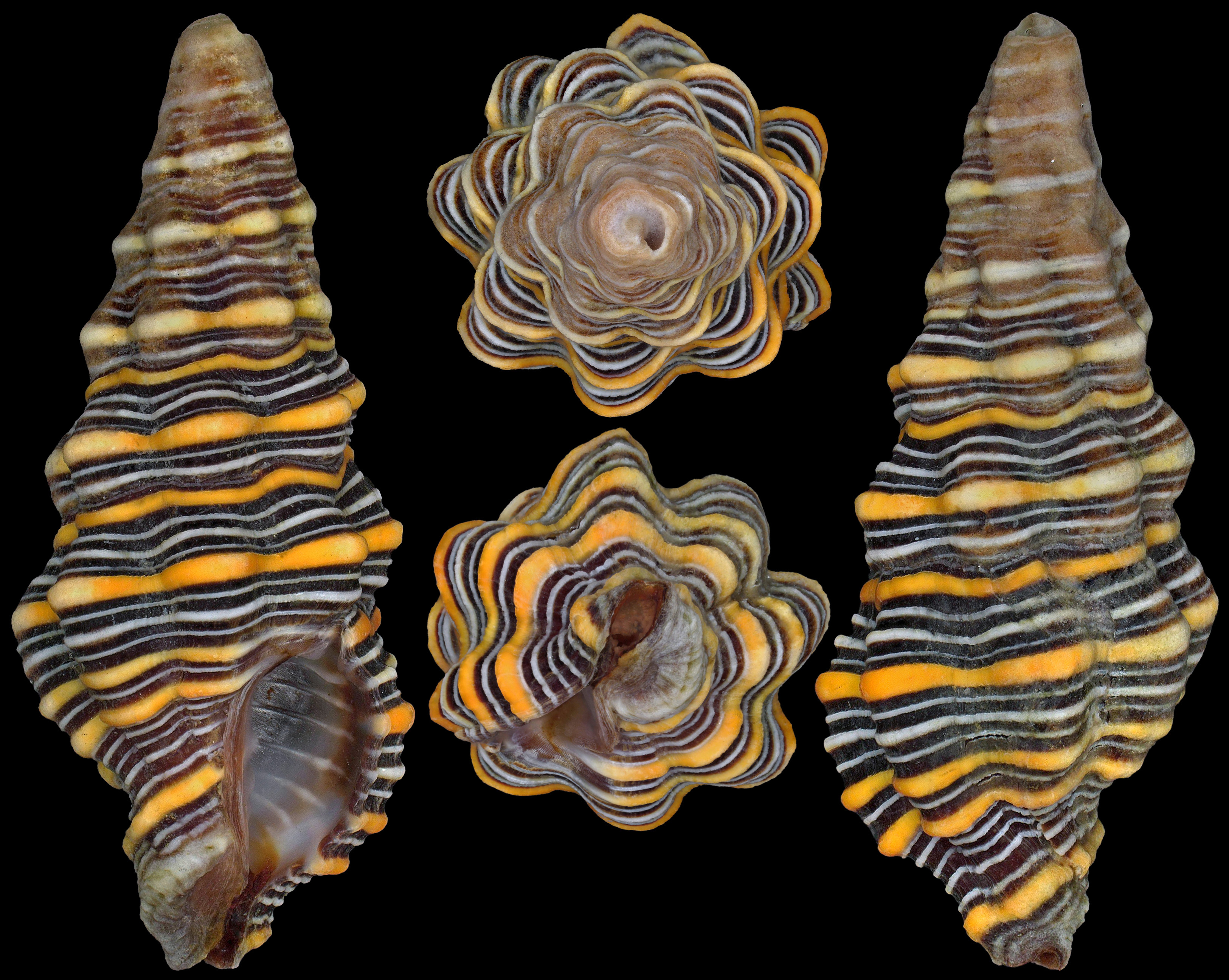 The Chong Chen Archives | Conchology