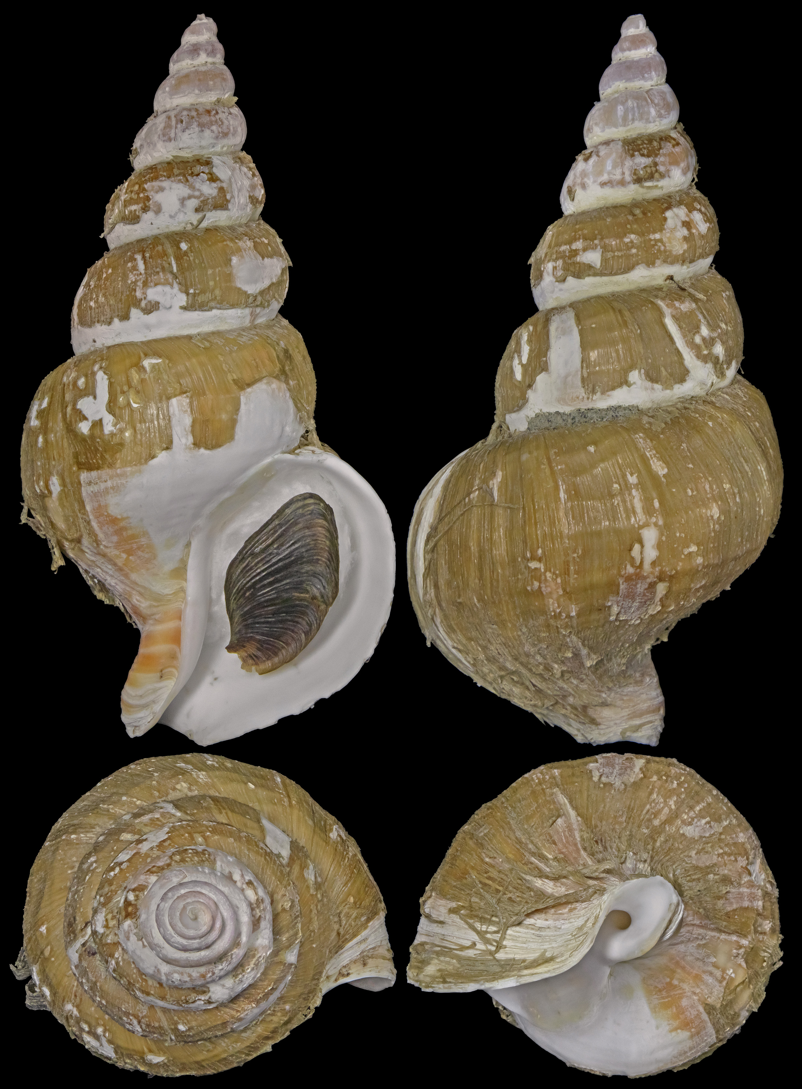 The Chong Chen Archives | Conchology