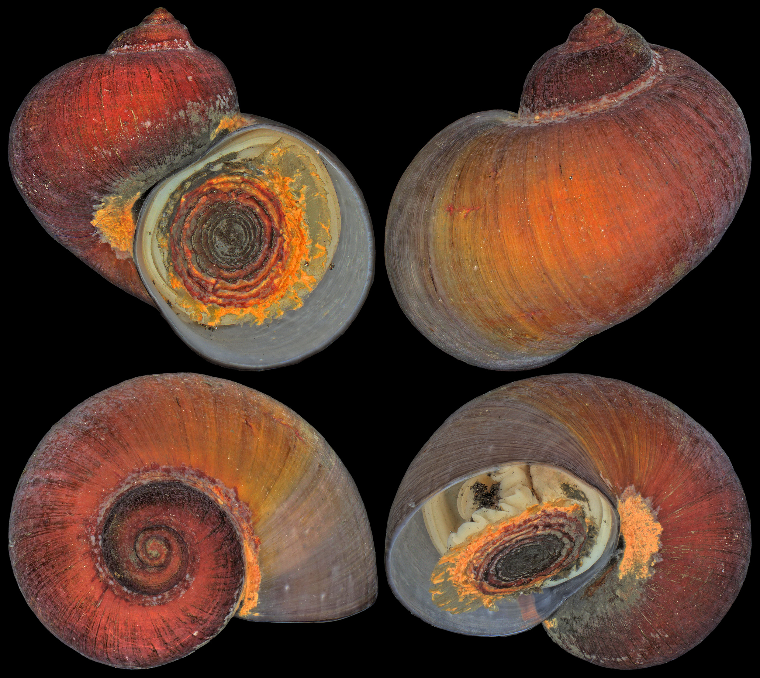 The Chong Chen Archives | Conchology