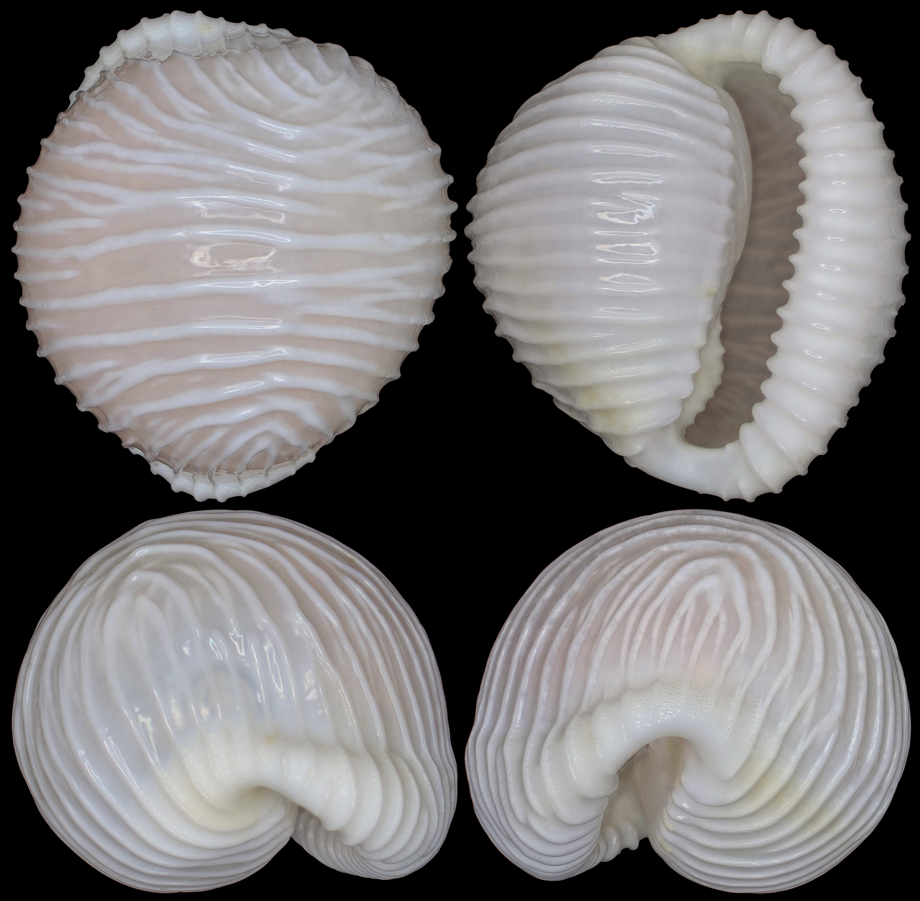 The Chong Chen Archives | Conchology