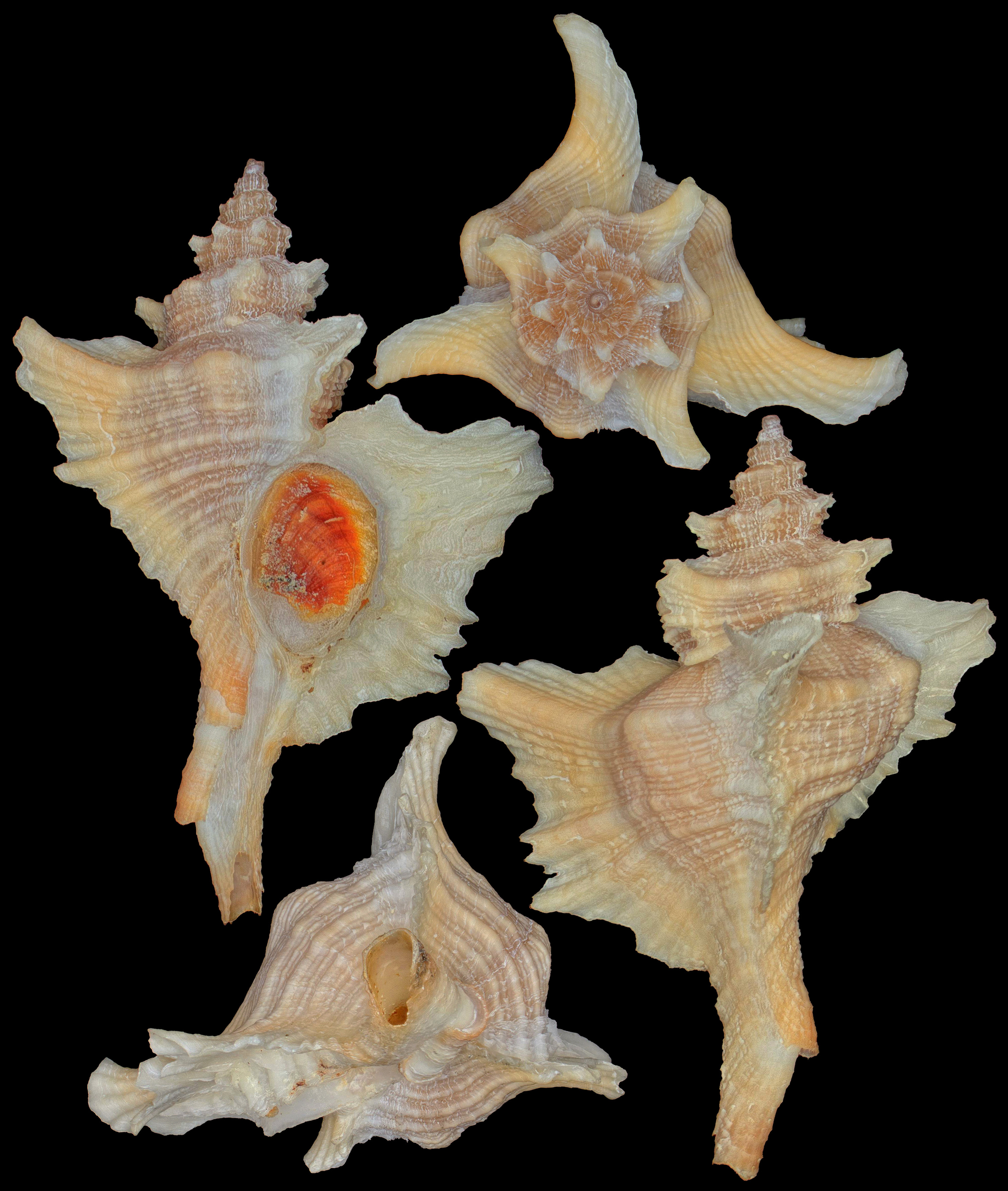 The Chong Chen Archives | Conchology