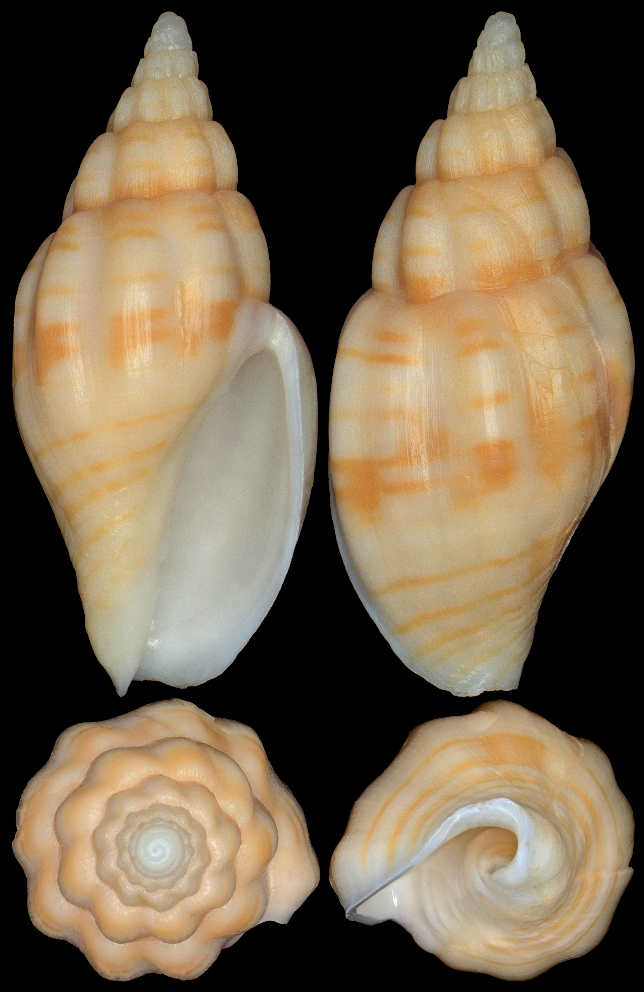 The Chong Chen Archives | Conchology