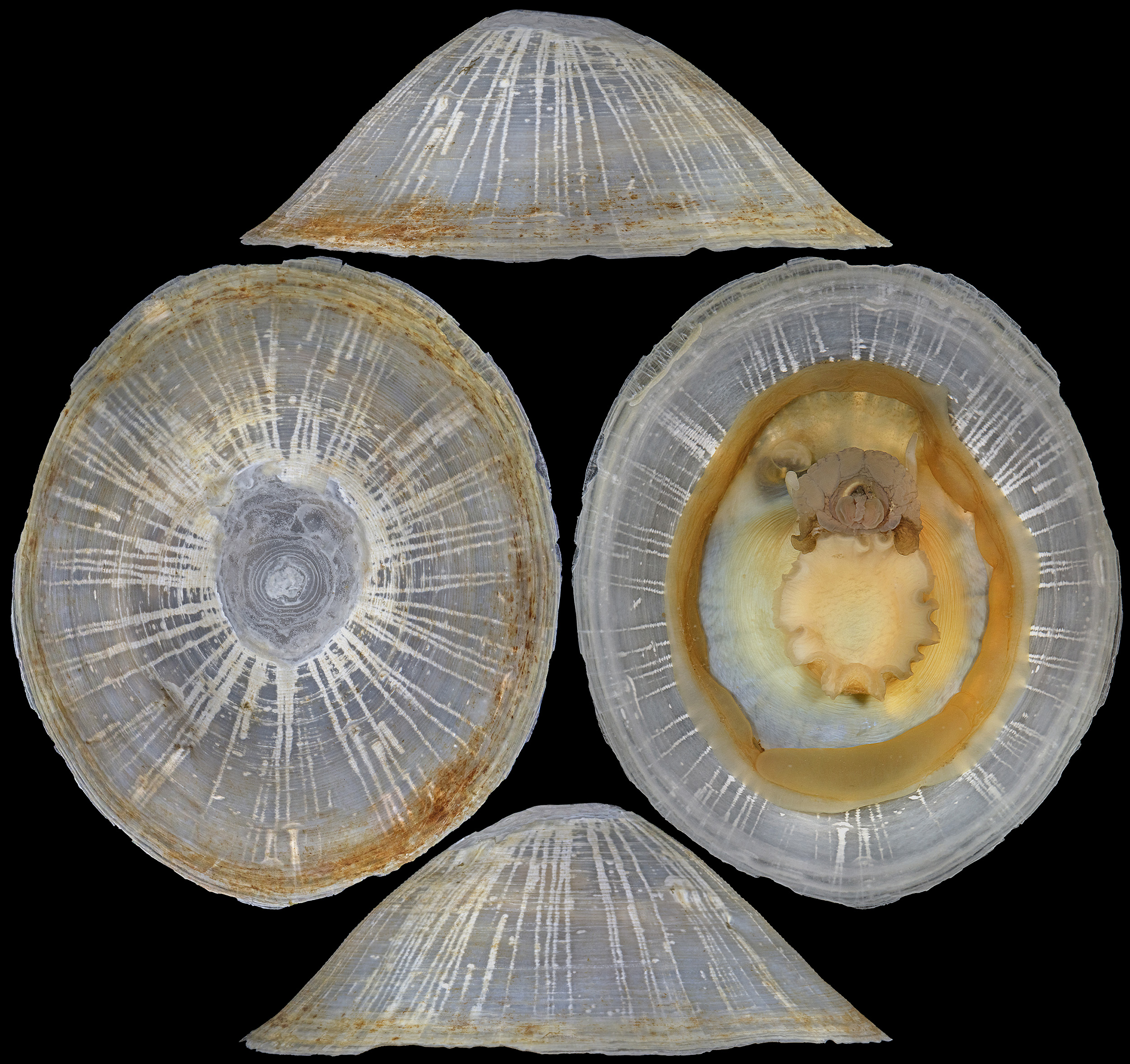 The Chong Chen Archives | Conchology