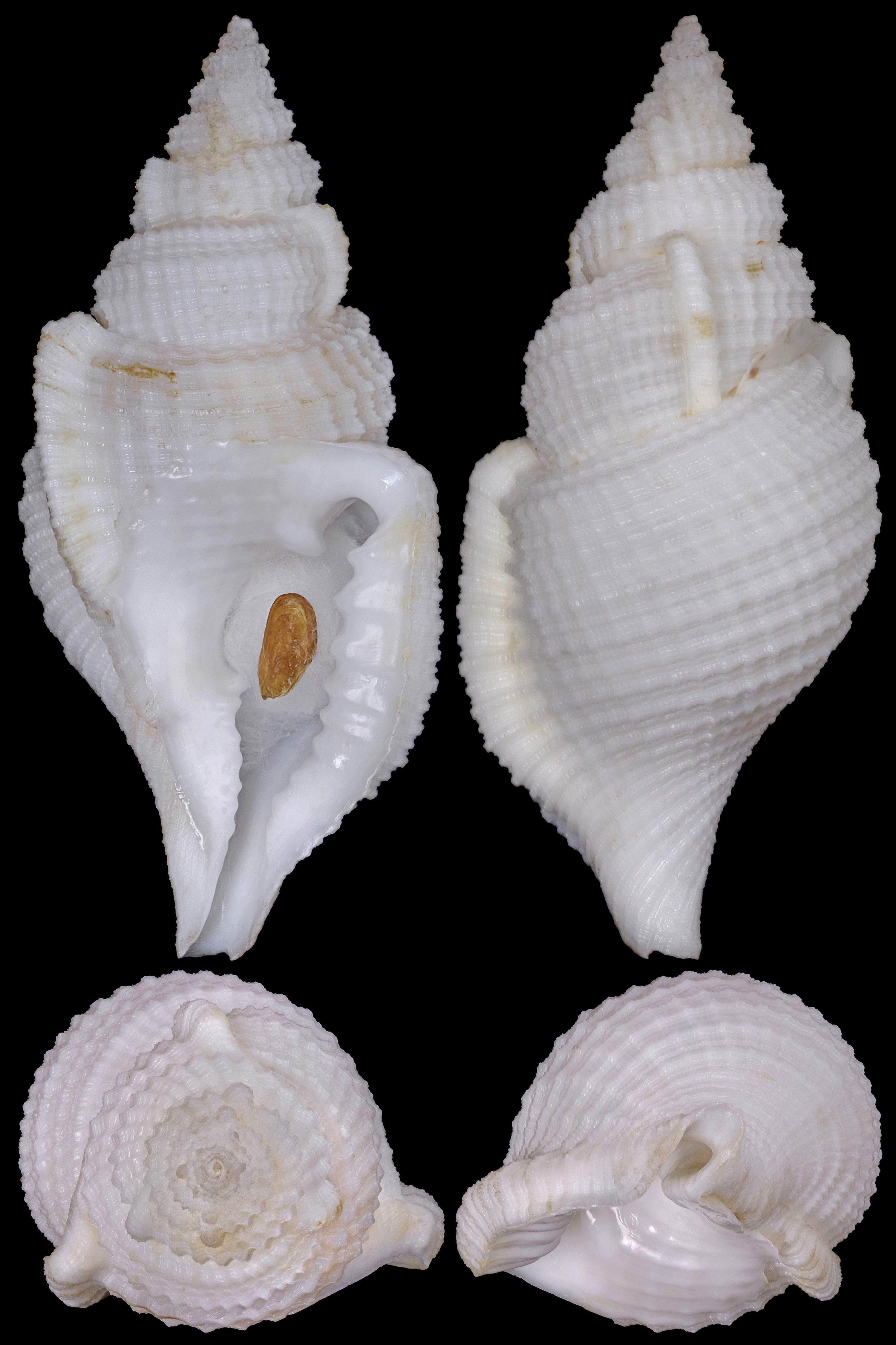 The Chong Chen Archives | Conchology