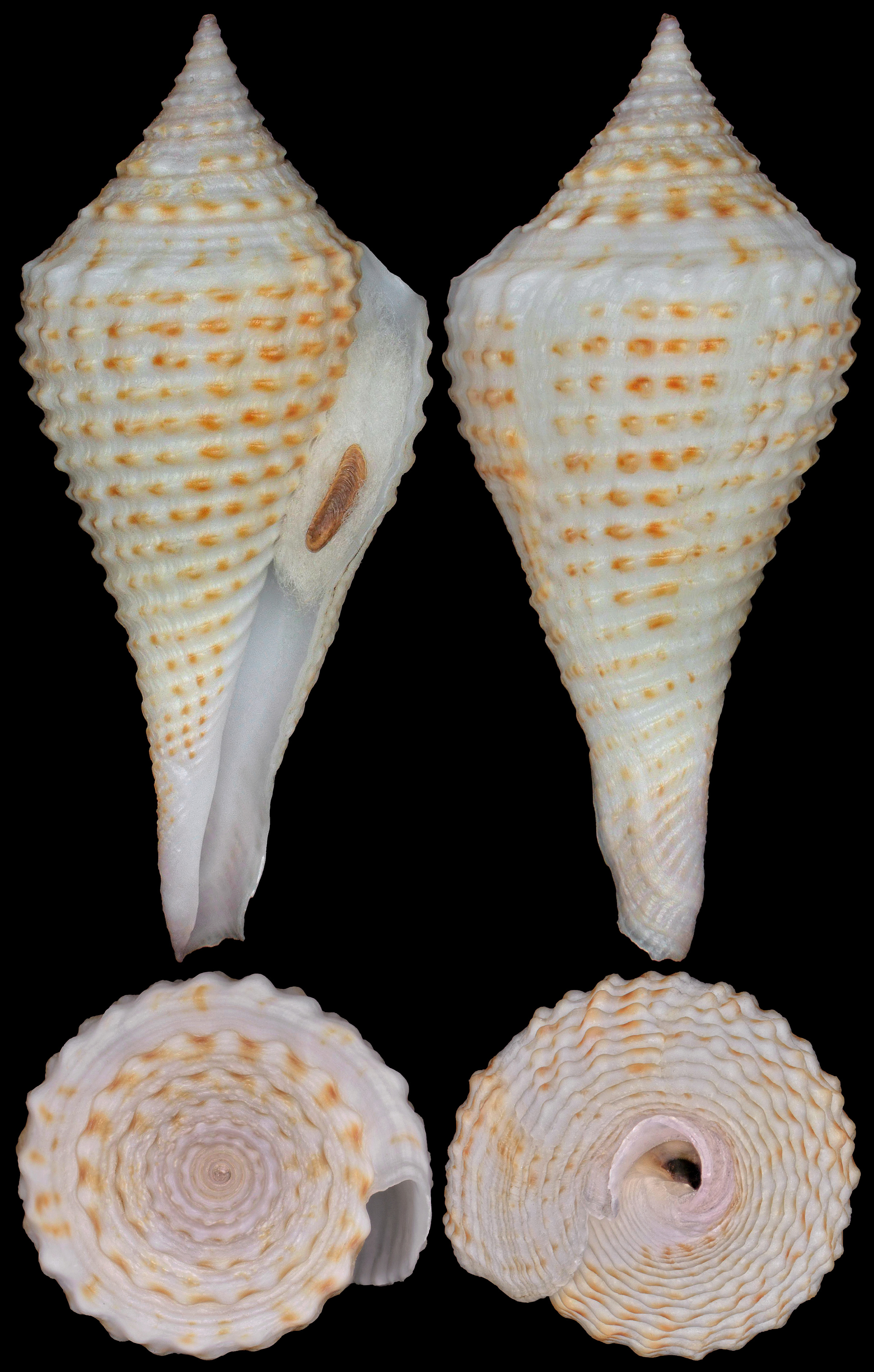 The Chong Chen Archives | Conchology