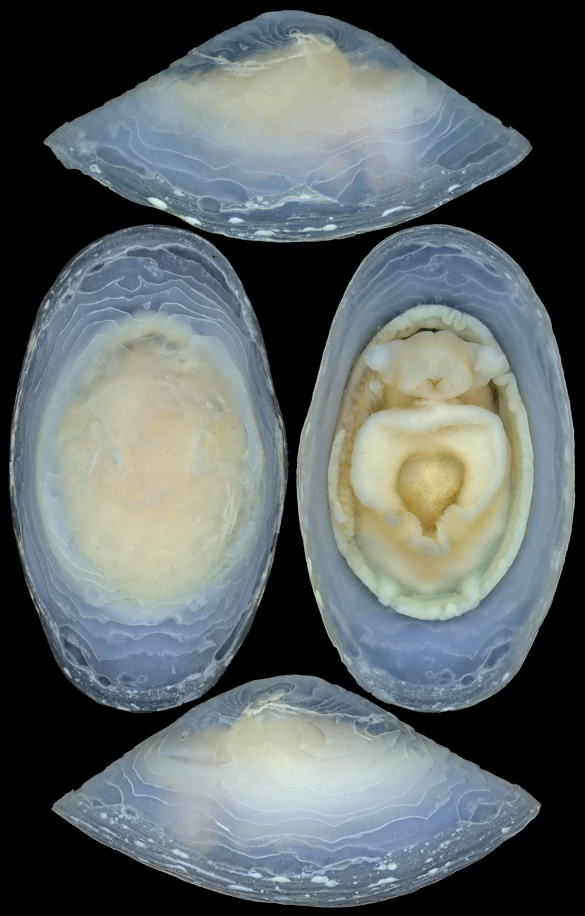 The Chong Chen Archives | Conchology