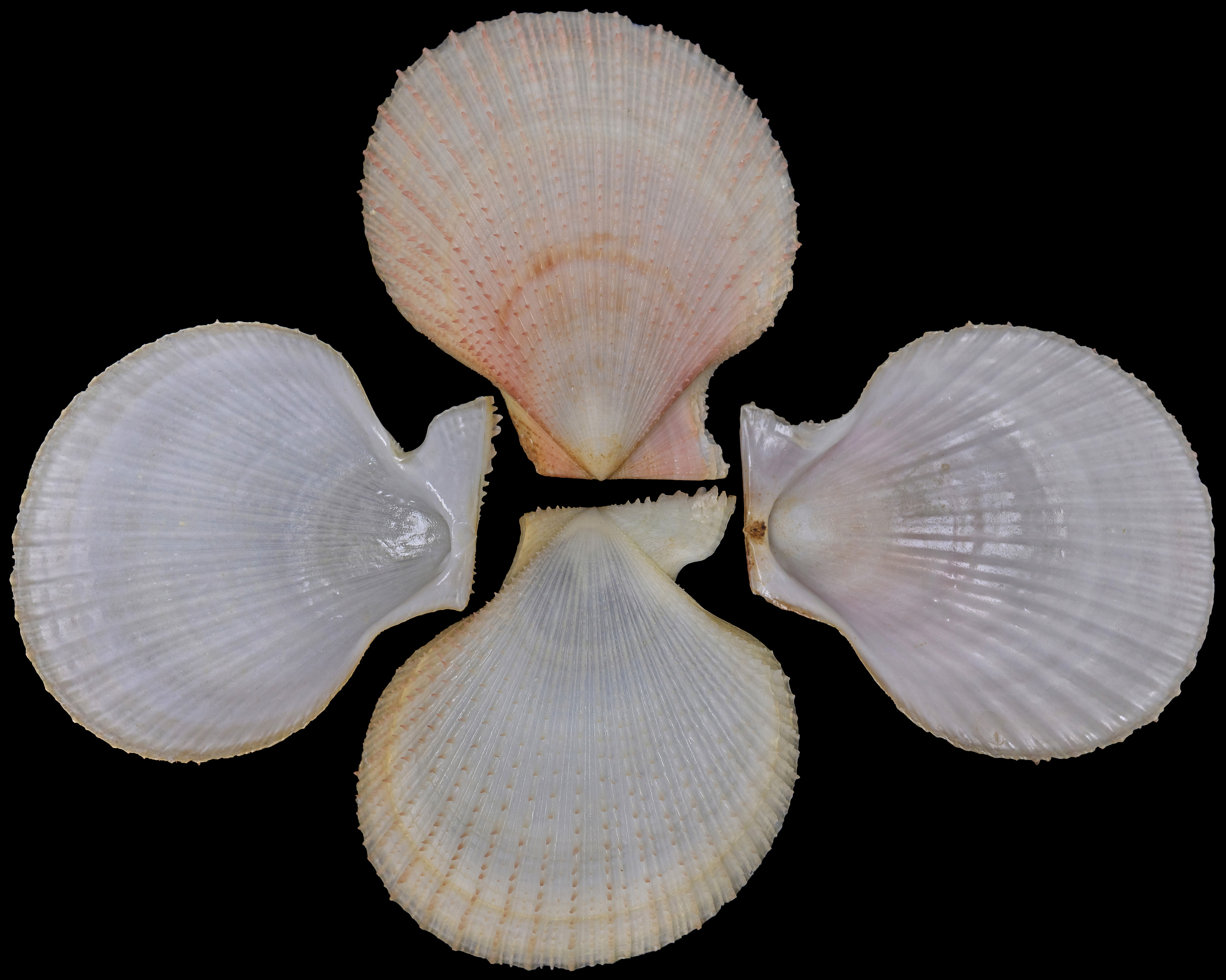 The Chong Chen Archives | Conchology