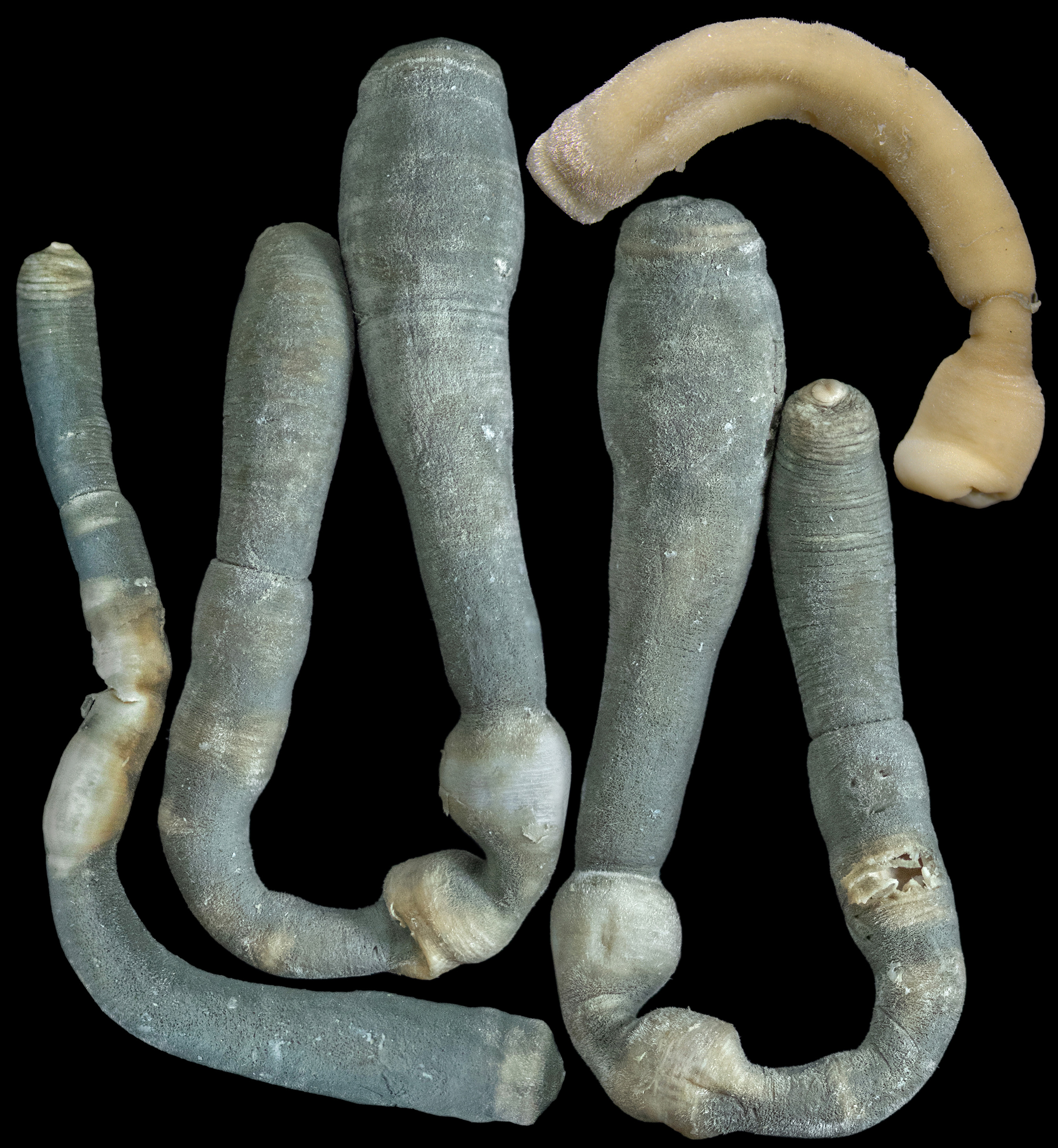 The Chong Chen Archives | Conchology