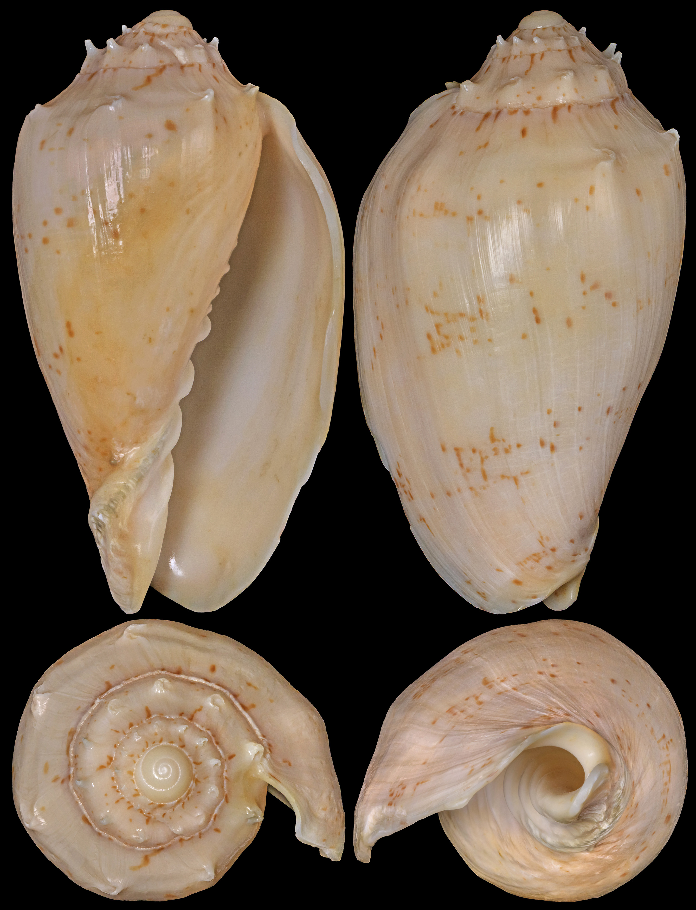 The Chong Chen Archives | Conchology