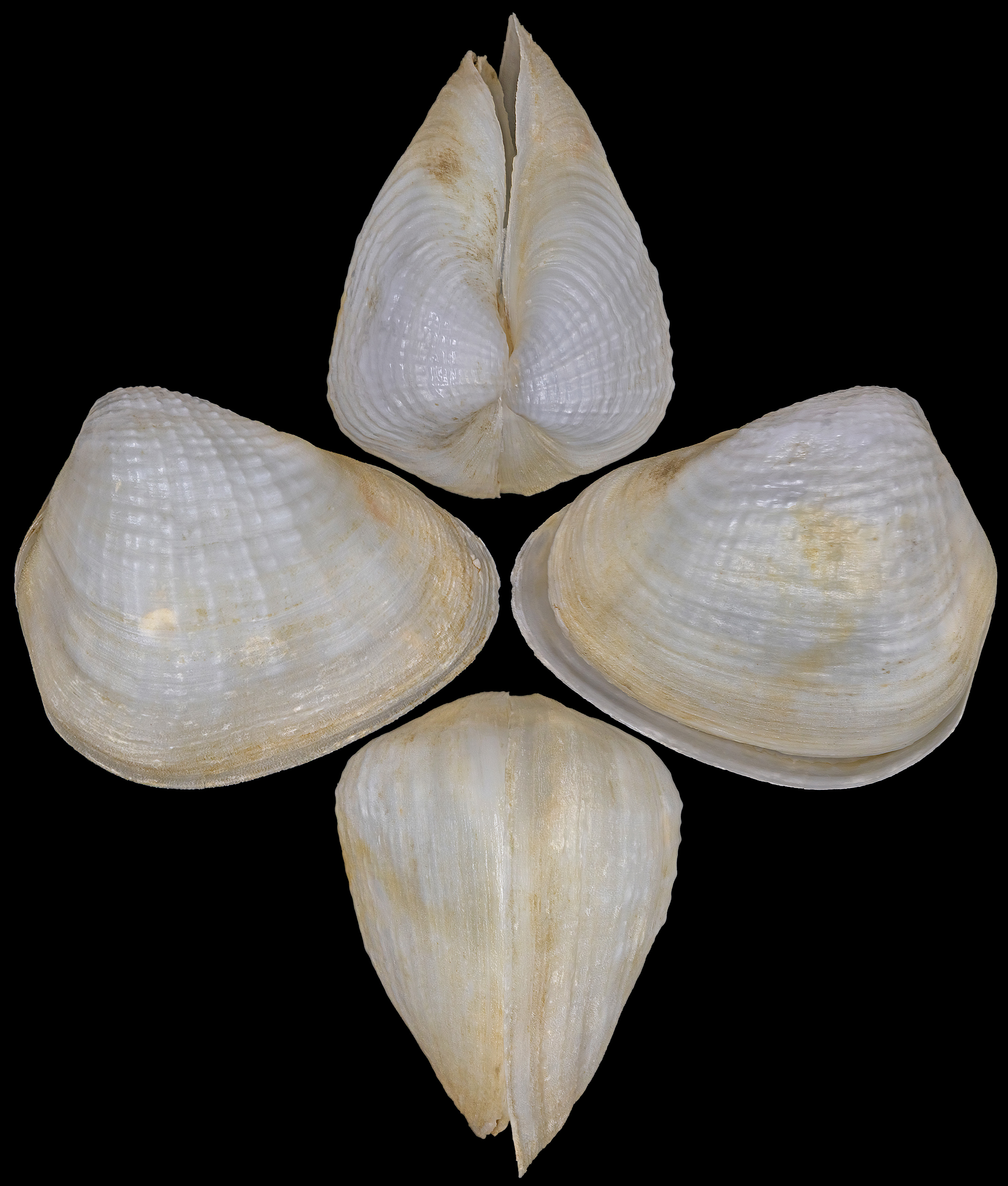 The Chong Chen Archives | Conchology