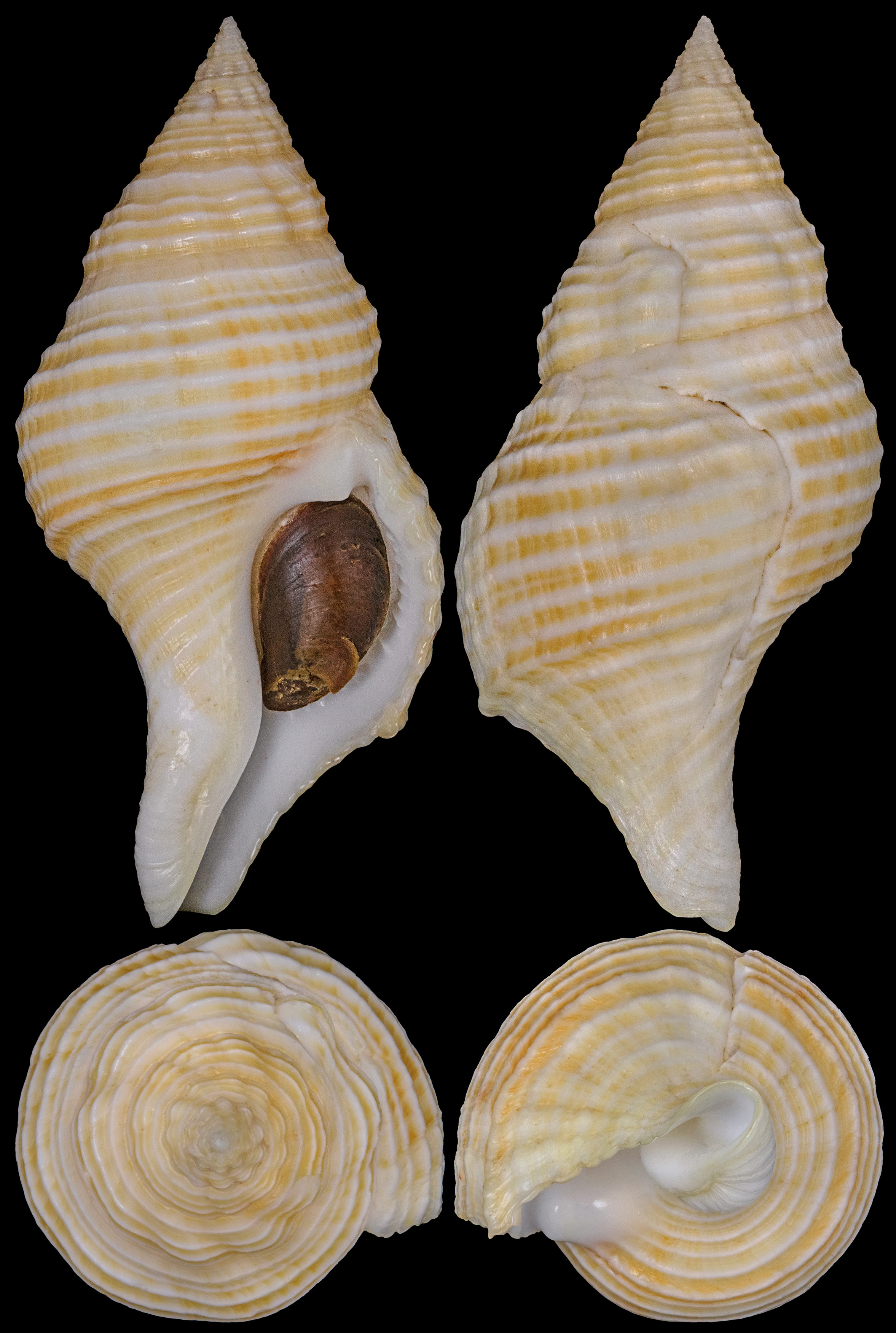 The Chong Chen Archives | Conchology