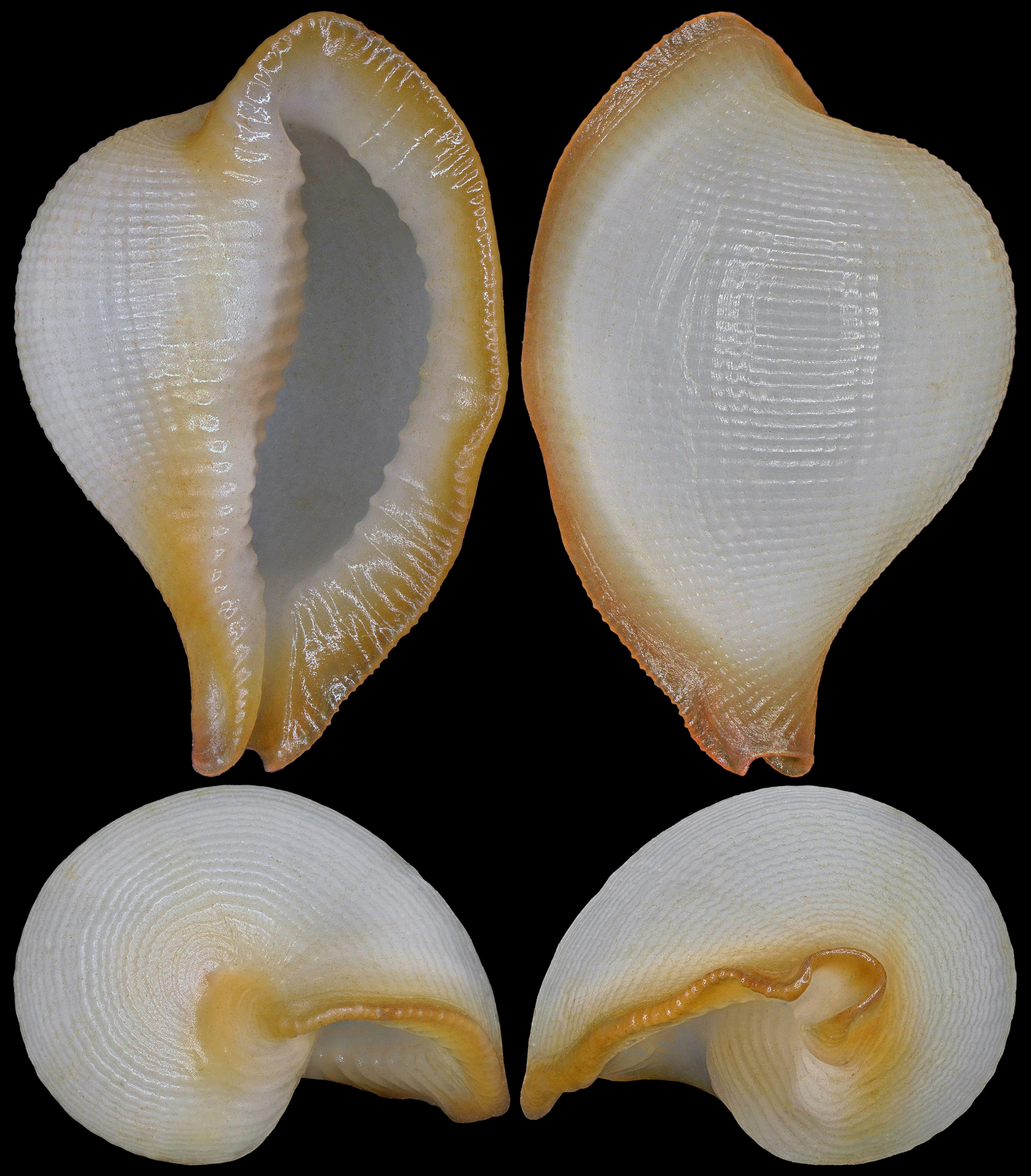 The Chong Chen Archives | Conchology