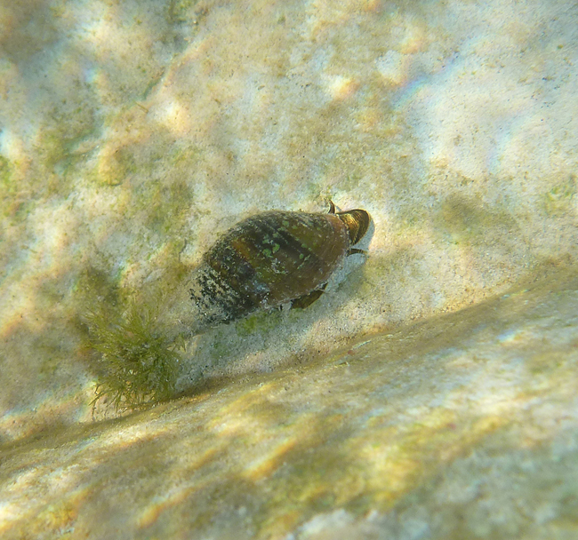 THIARIDAE , Tarebia lateritia