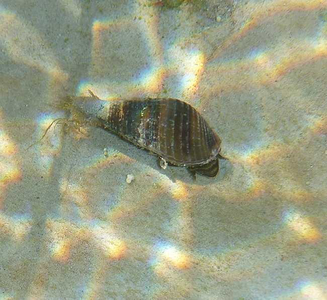 THIARIDAE , Tarebia lateritia