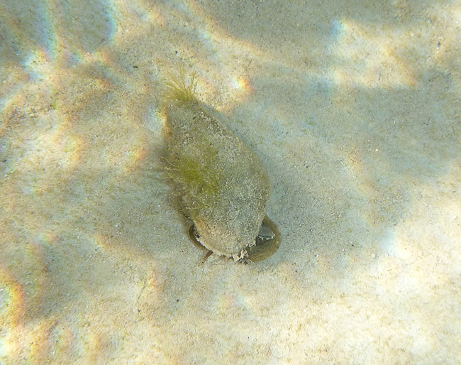 THIARIDAE , Tarebia lateritia