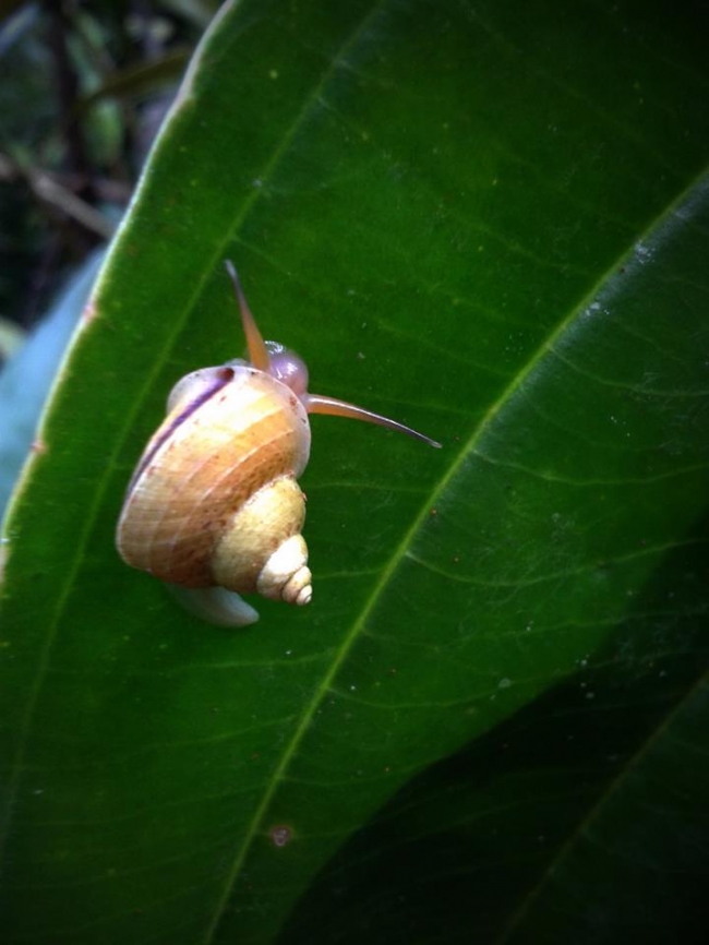 CYCLOPHORIDAE , Cyclophorus species