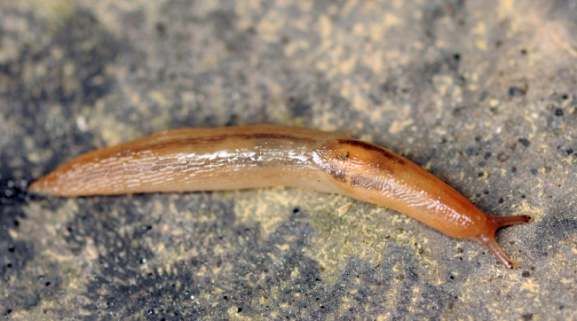 LIMACIDAE , Ambigolimax valentianus