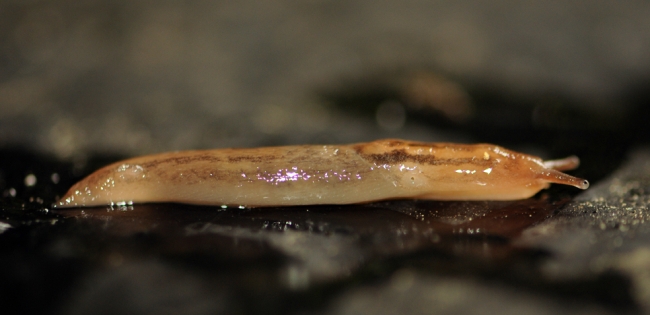 LIMACIDAE , Ambigolimax valentianus