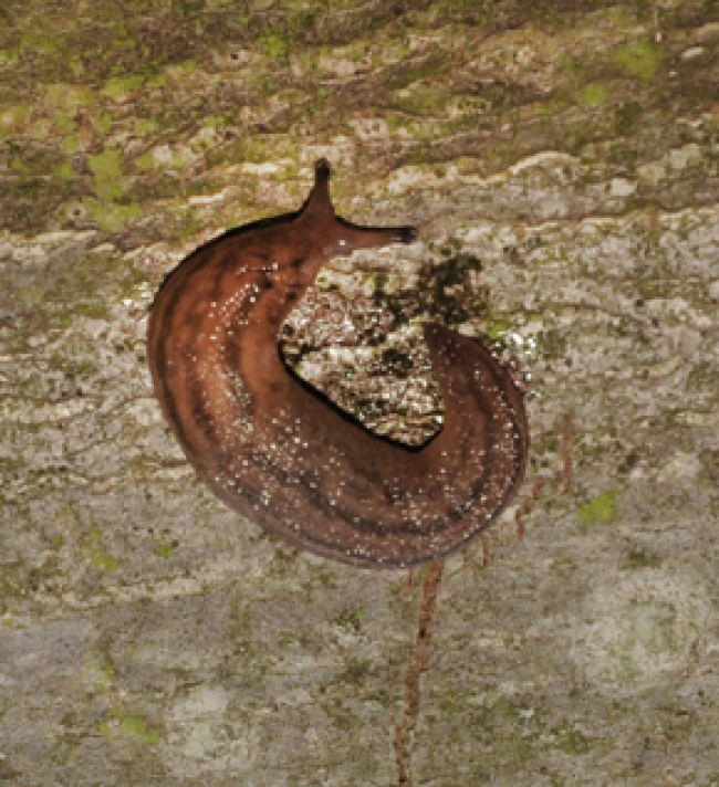 LIMACIDAE , Ambigolimax valentianus