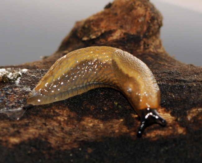 ARIONIDAE , Arion flagellus