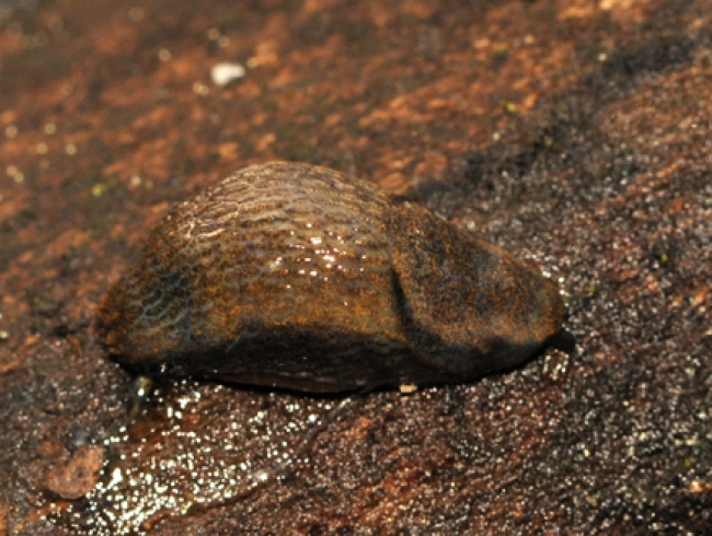 ARIONIDAE , Arion intermedius