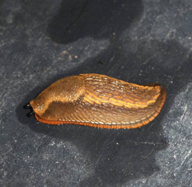 ARIONIDAE , Arion vulgaris