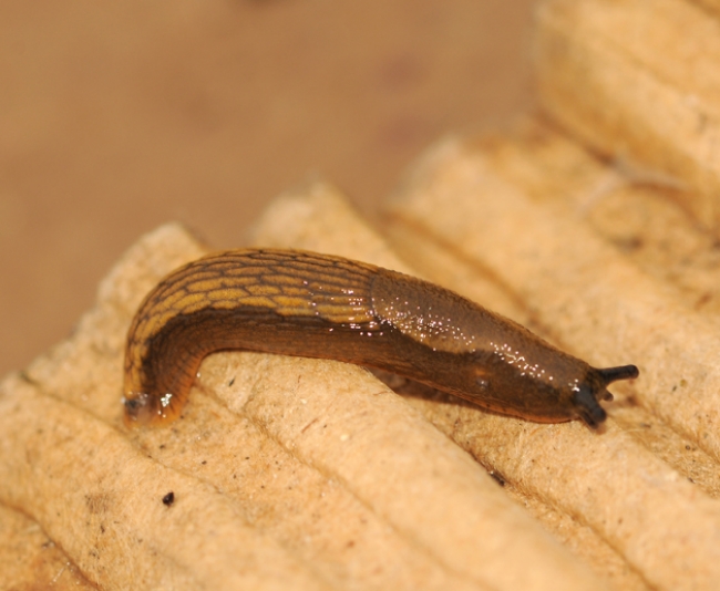 ARIONIDAE , Arion vulgaris