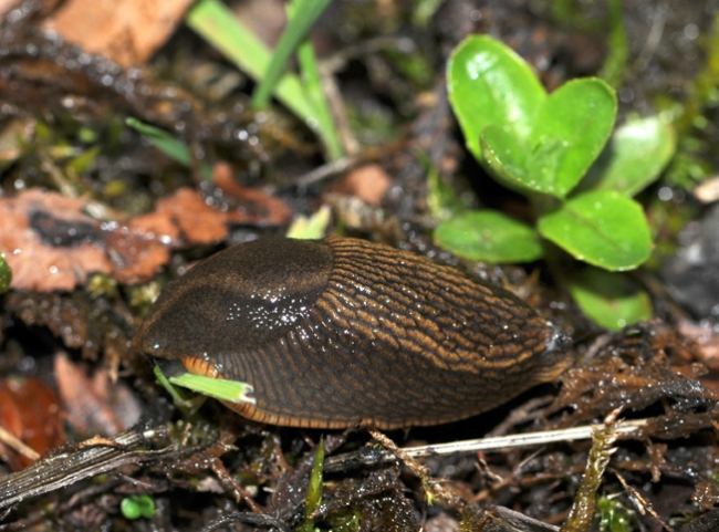 ARIONIDAE , Arion vulgaris