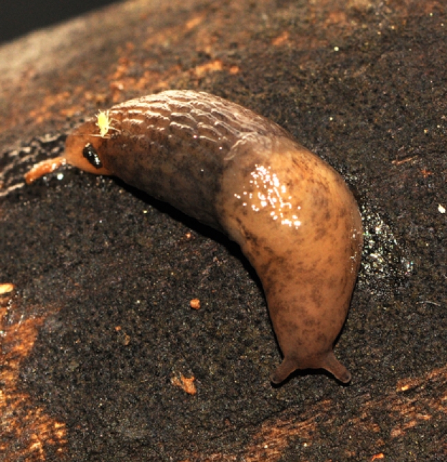 AGRIOLIMACIDAE , Deroceras reticulatum